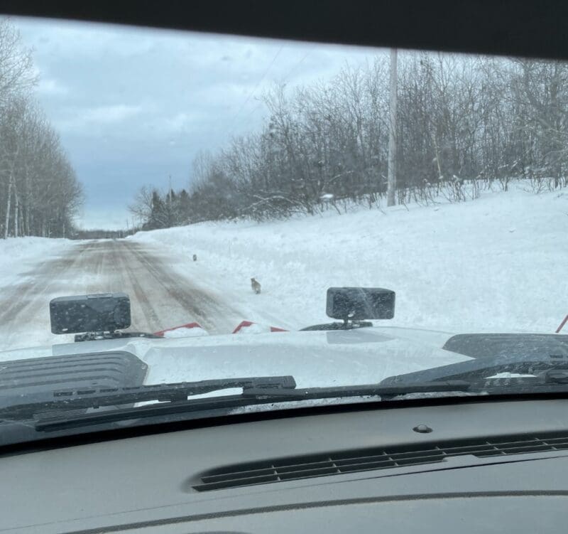 Mountain Lion Cubs Spotted In Michigan For The First Time In Over 100 ...