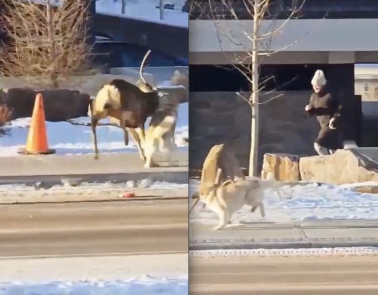 Vicious Unleashed Dog Attacks Deer @ Banff National Park - Unofficial ...