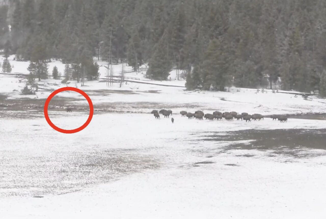 Yellowstone Bison Herd Chases Off Pesky Springtime Grizzly Bear ...