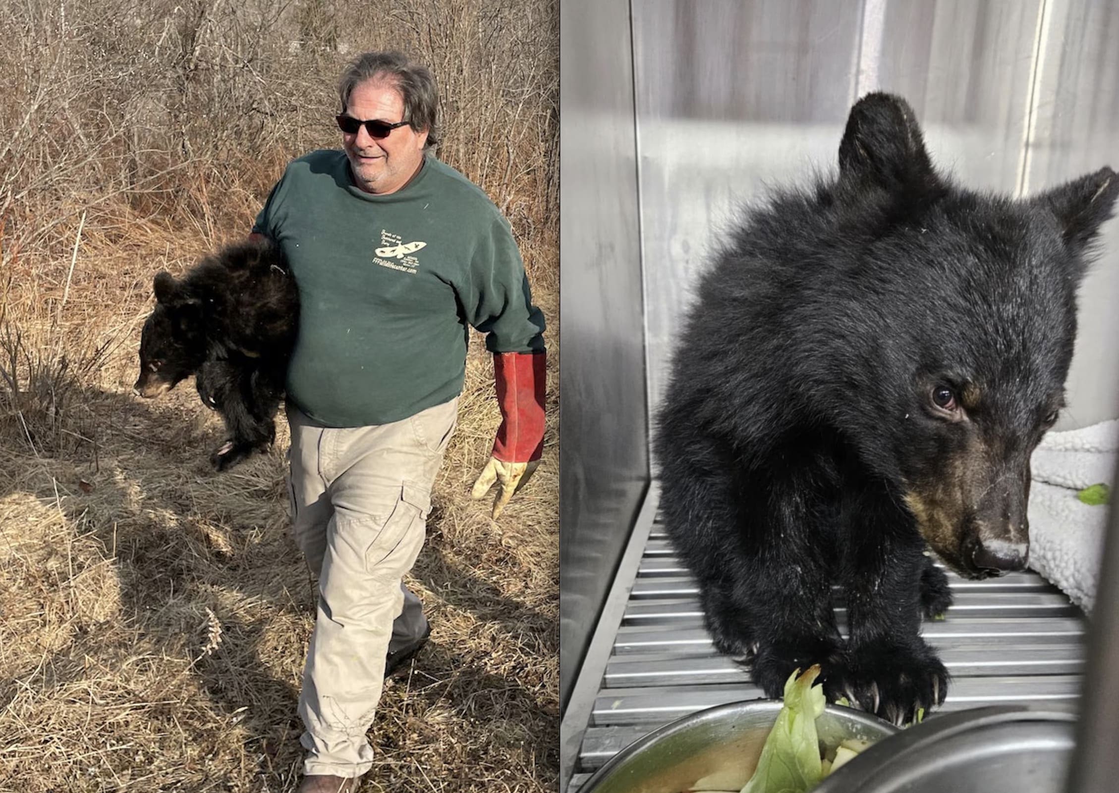 Malnourished Bear Cub Rescued From New York State Ski Resort ...