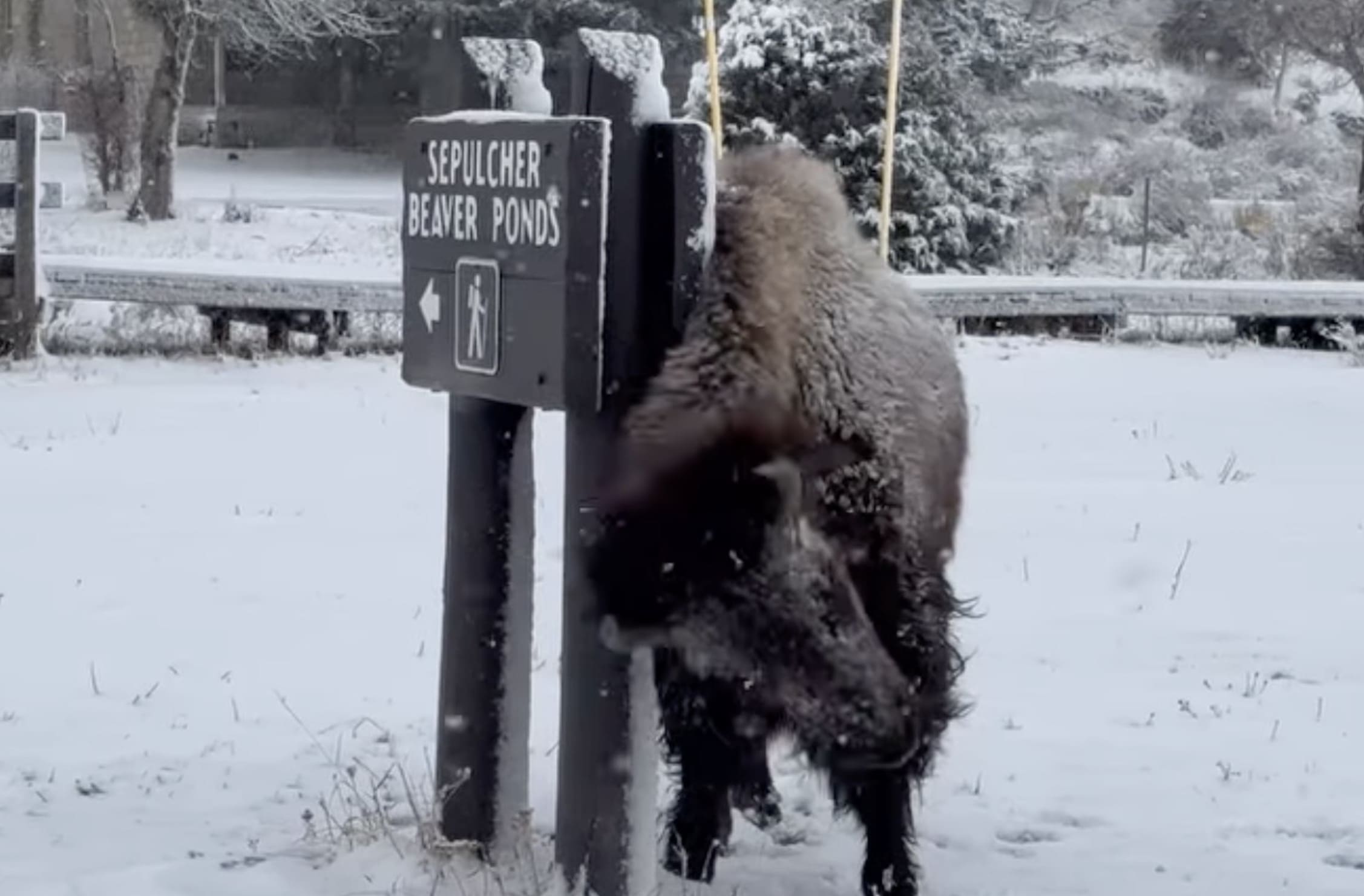Yellowstone Bison Uses Sign Post To Scratch An Itch - Unofficial Networks