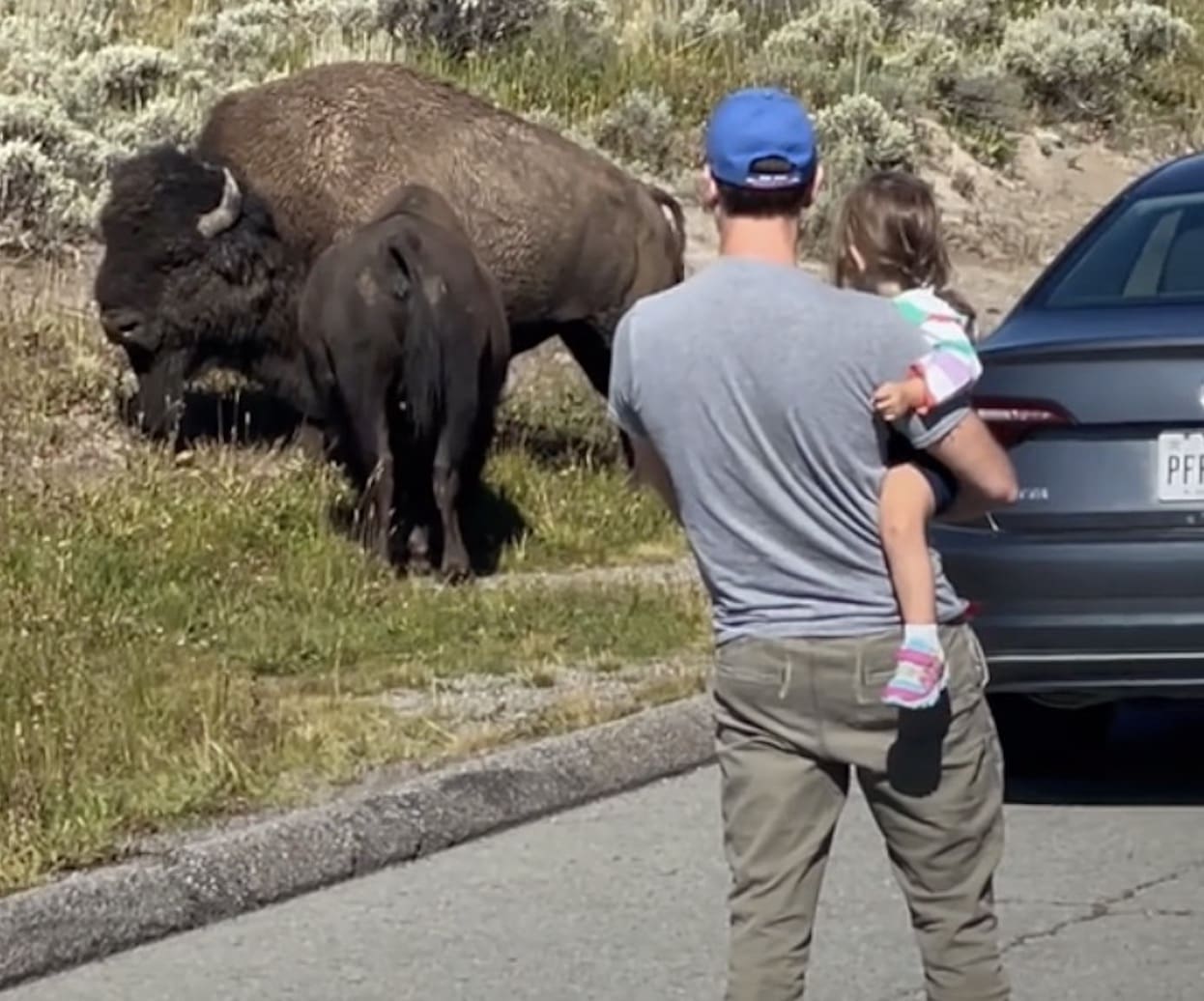 Tourist Carrying Toddler Stands Far Too Close To Bison @ Yellowstone ...