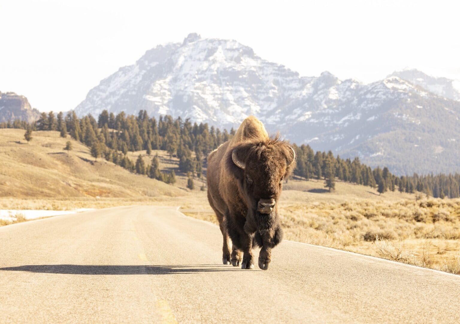 7-Year-Old Perfectly Articulates Why Yellowstone Tourists Get Too Close ...