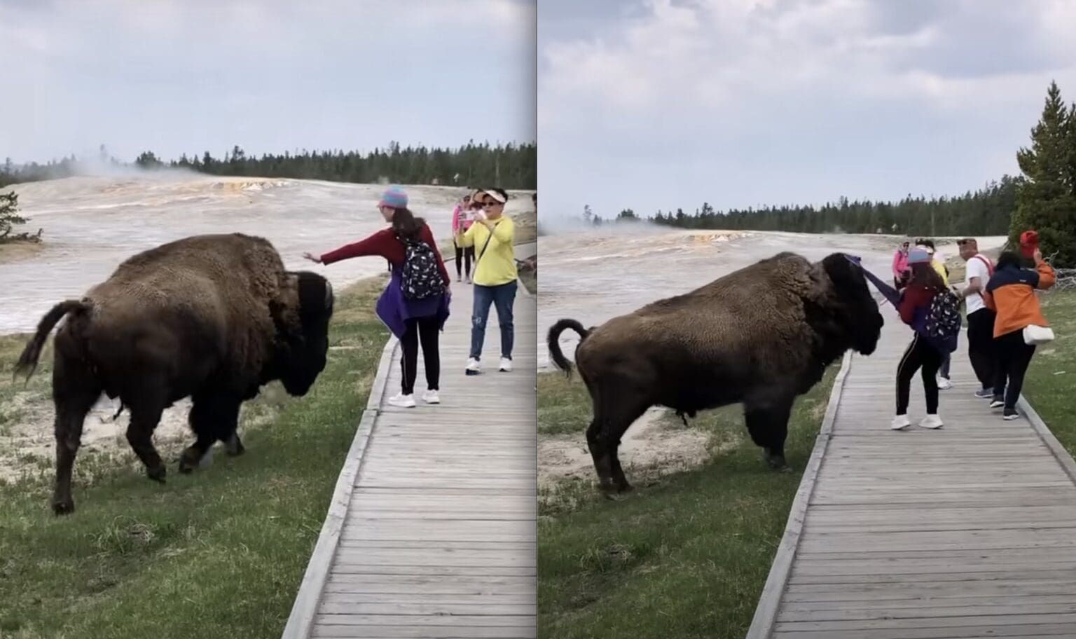 Tourist Instantly Realizes Why You Shouldn’t Touch The Bison at ...