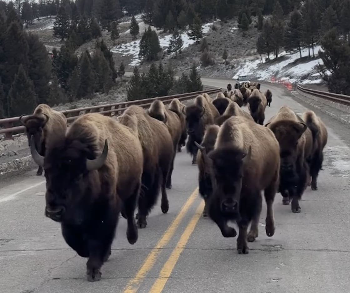 Bison Jam Halts Traffic On Bridge @ Yellowstone National Park ...