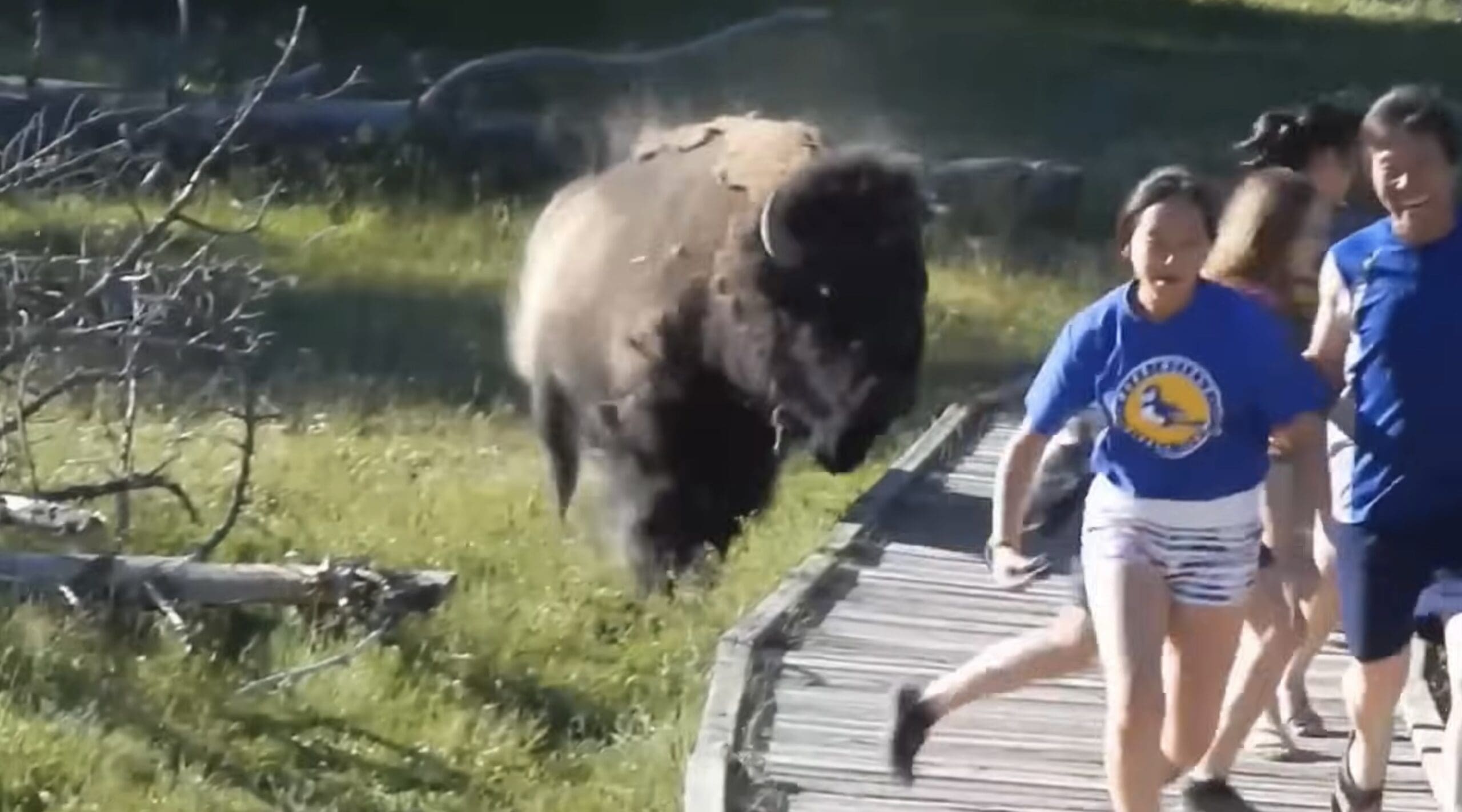 National Park Service Hilarious PSA Over Tourist-Animal Encounters ...