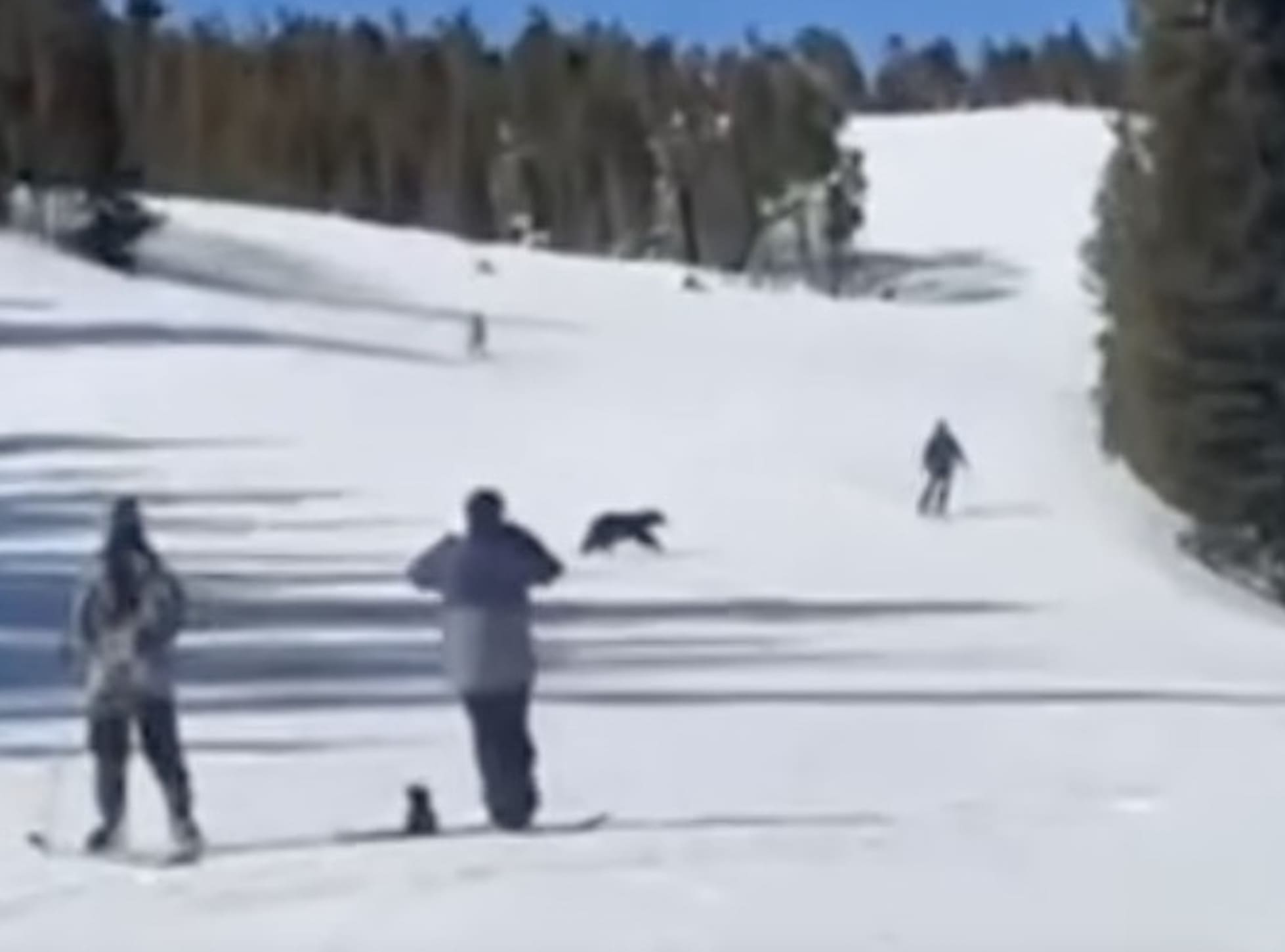 Black Bear Sprints Past Skier @ Keystone Resort - Unofficial Networks
