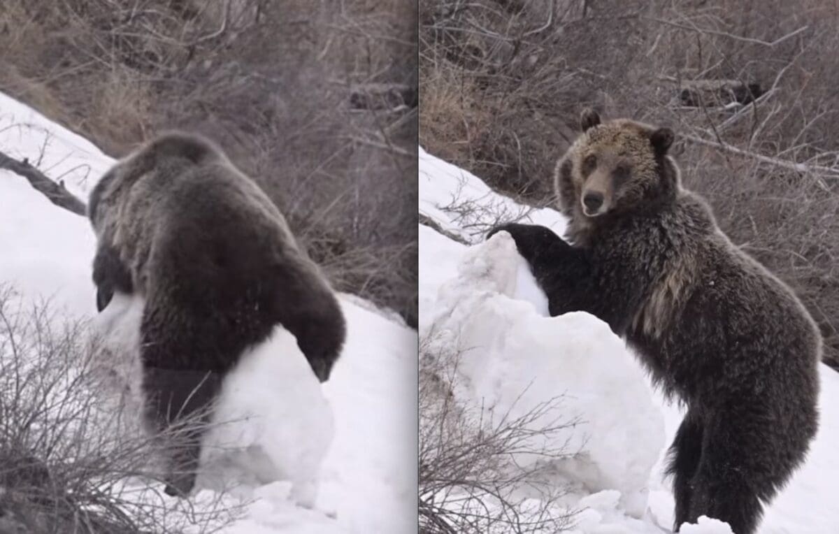 Grizzly Bear Fully Entertained By Giant Snowball @ Yellowstone ...