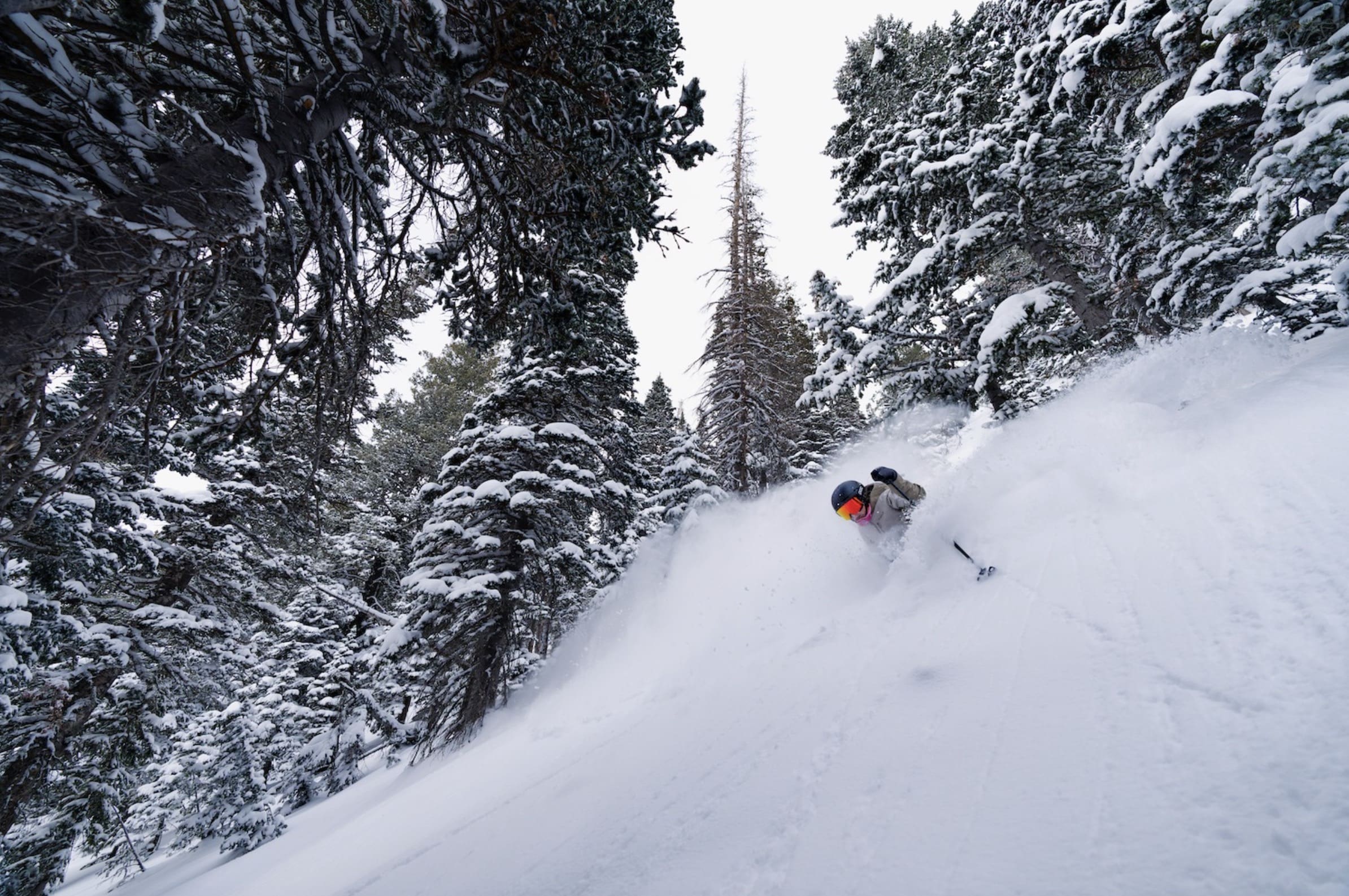 2025-26 Price For The Alta-Bird Pass Revealed - Unofficial Networks