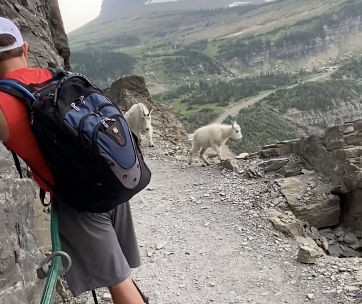 Hikers Make Way For Mountain Goats On Cliffside Trail @ Glacier ...