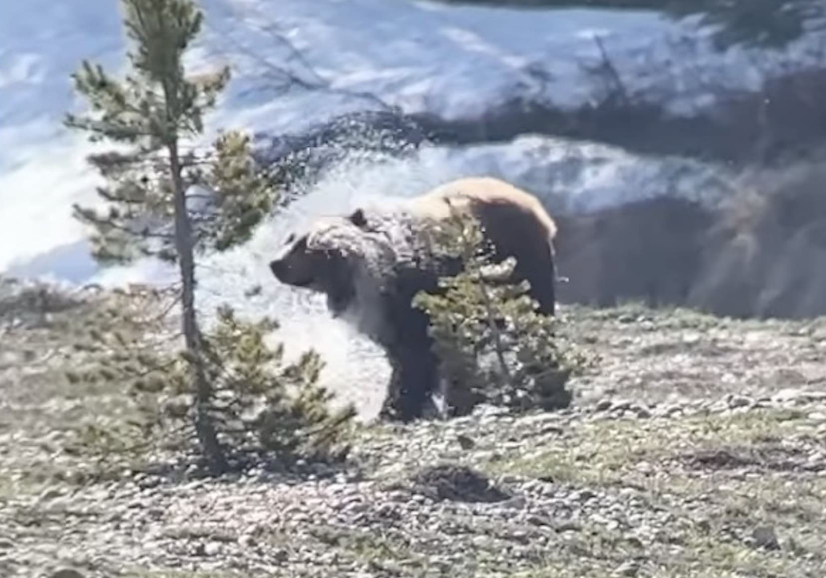 Grizzly Bear Shakes Off Water Like A Dog @ Grand Teton National Park ...