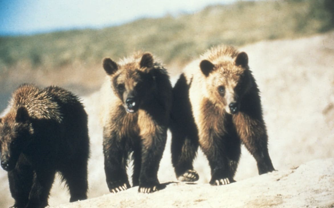 Two Yearling Grizzly Bears Found Dead @ Grand Teton National Park ...