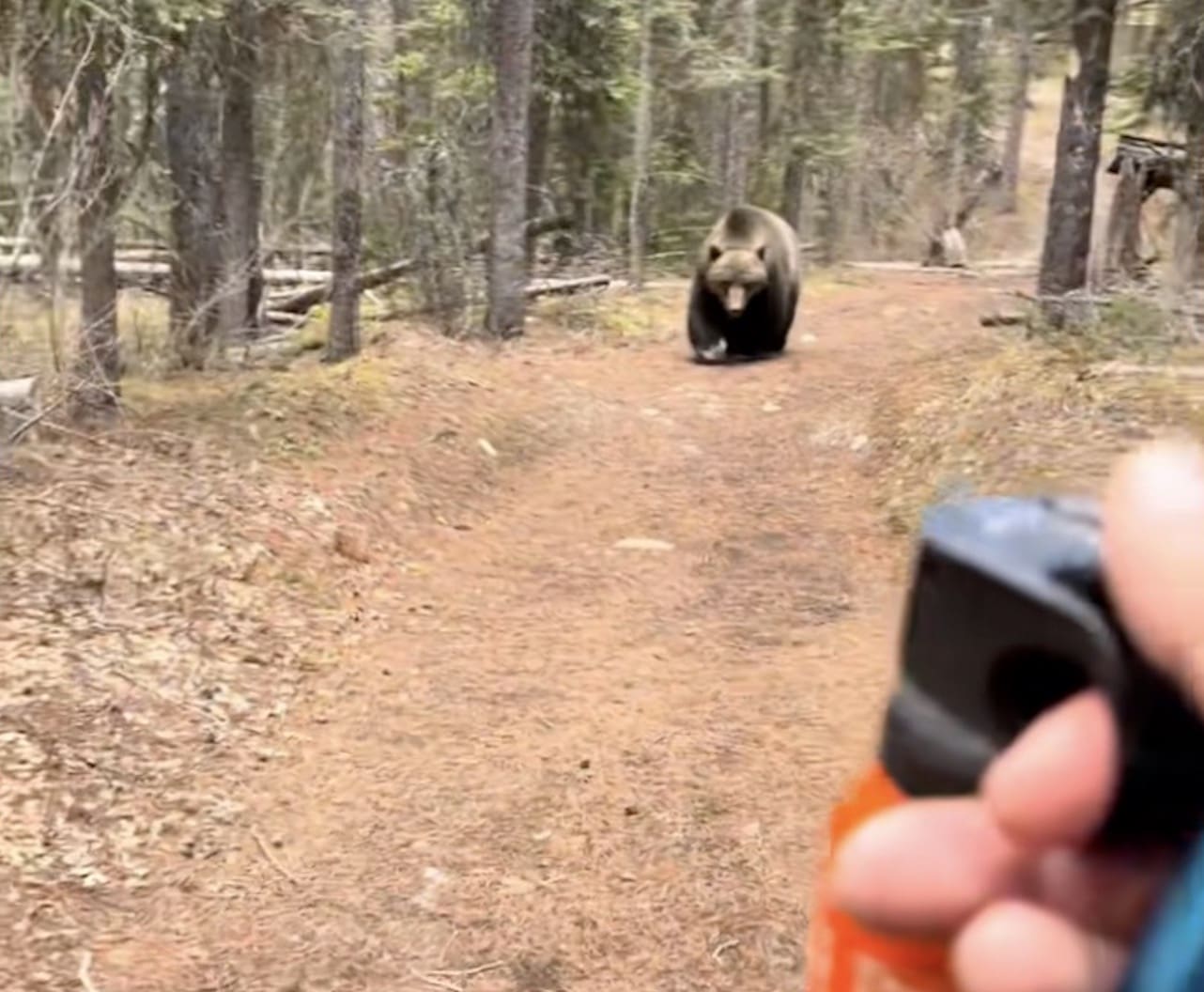 Grizzly Bear Closely Follows Hiker Down Trail @ Banff National Park ...
