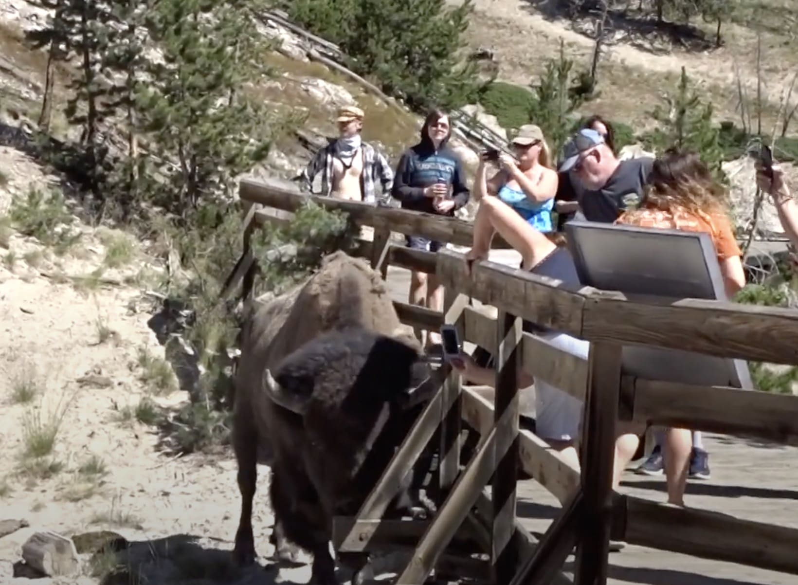 Tourist Sticks Camera In Bison's Face @ Yellowstone National Park ...