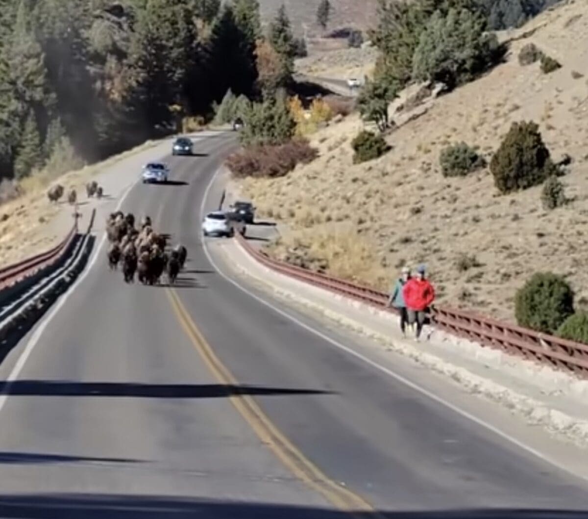 Tourists Run For Safety As Bison Stampede Across Bridge @ Yellowstone ...