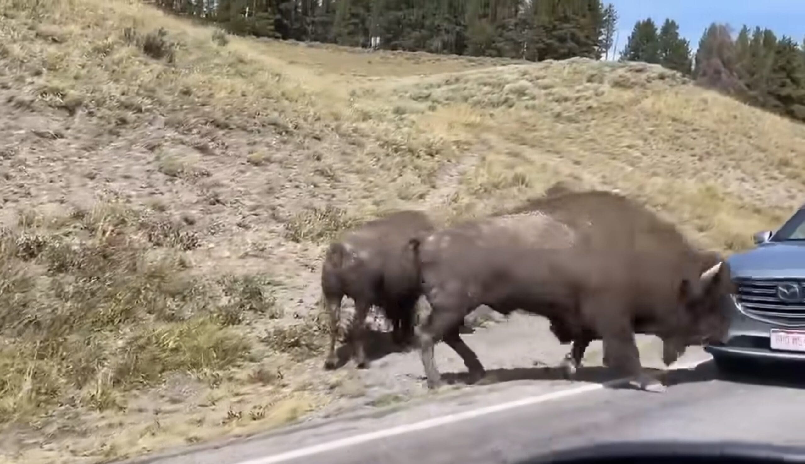 Bison Headbutts Passing Car @ Yellowstone National Park - Unofficial ...