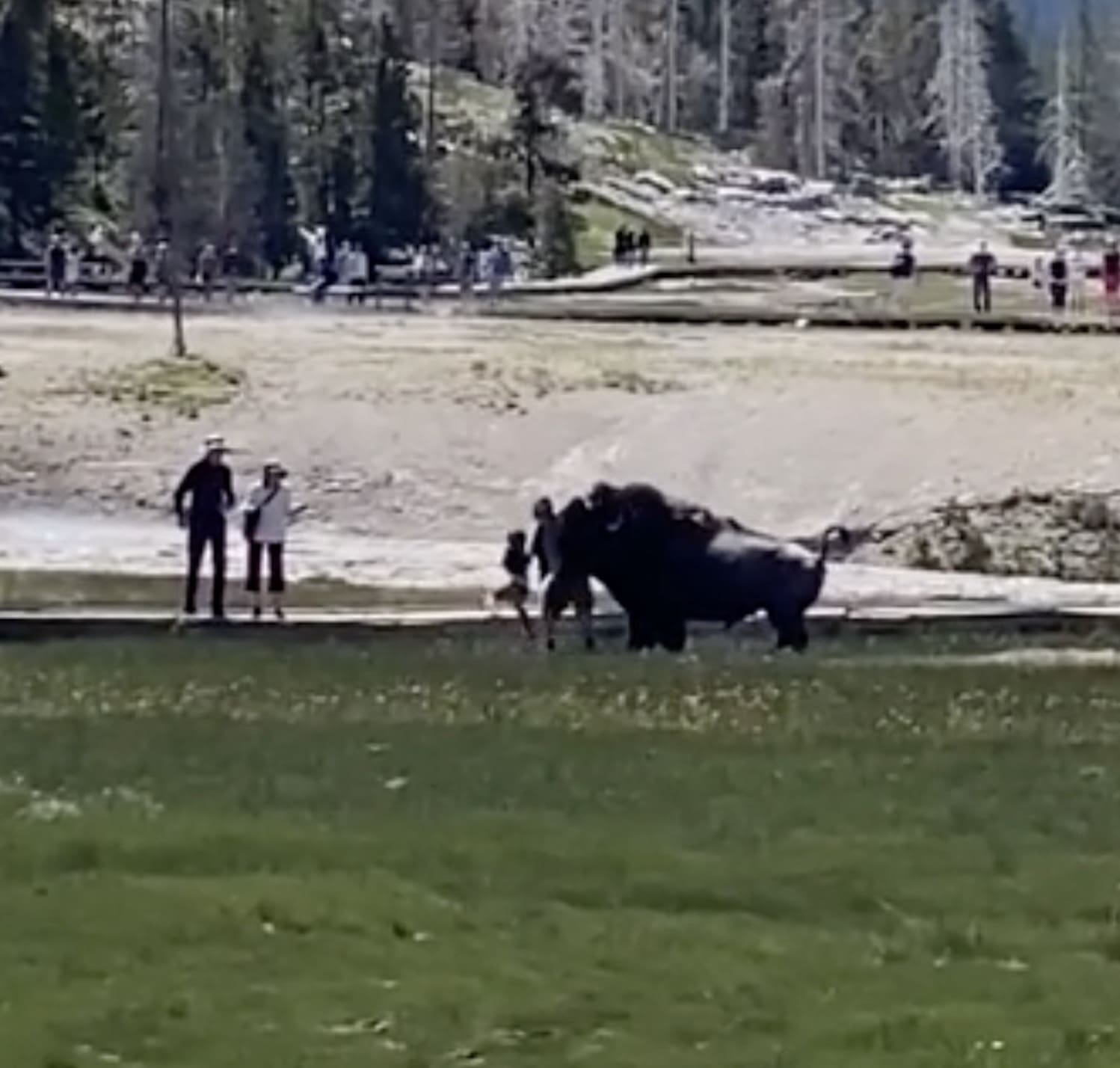 Tourist Lifted Off The Ground Saving Child From Bison Attack ...