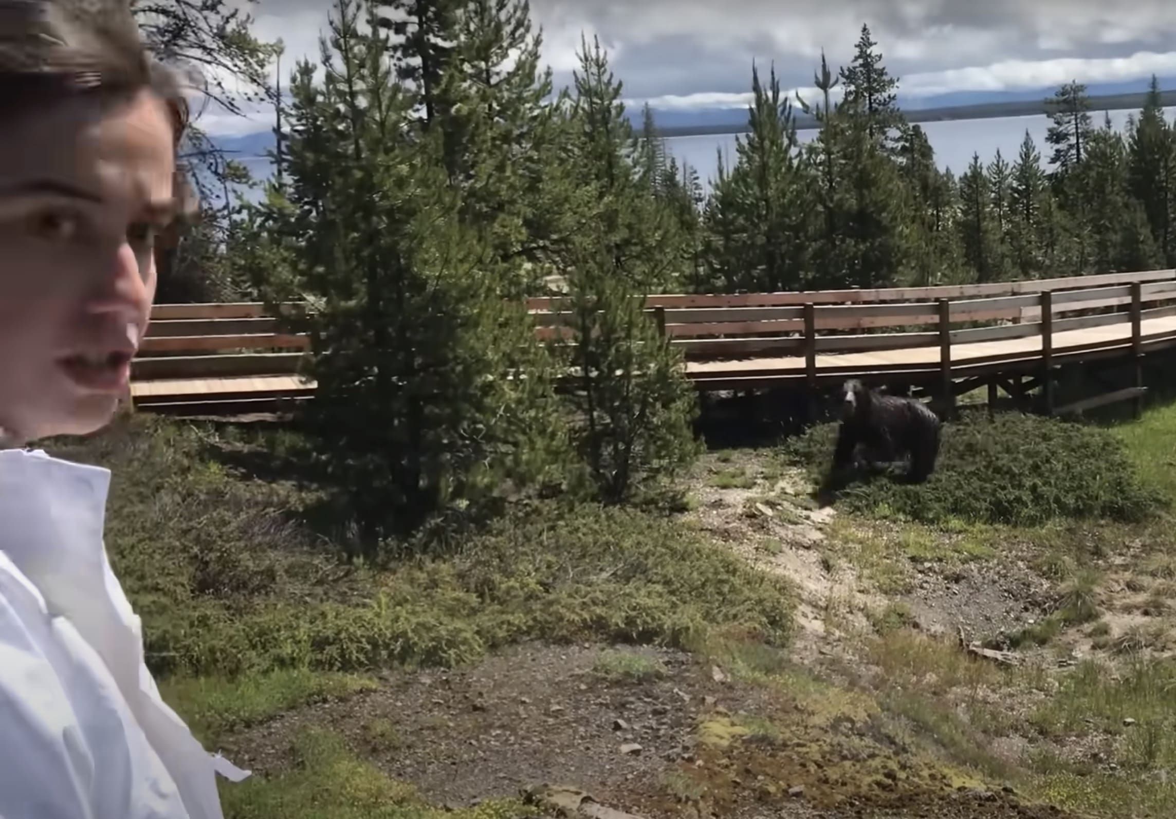 Bear Chases Elk In Front of Stunned Tourists @ Yellowstone National ...