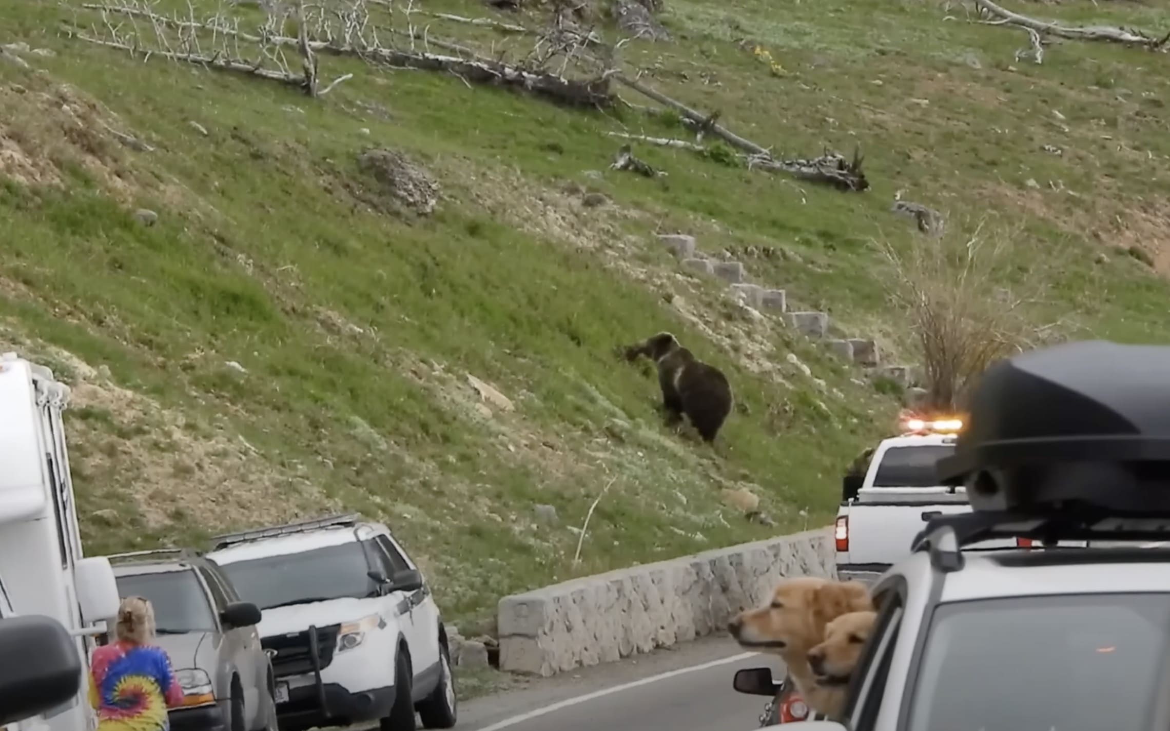 Grizzly Bears Collecting Roadkill Cause Traffic Jam @ Yellowstone ...