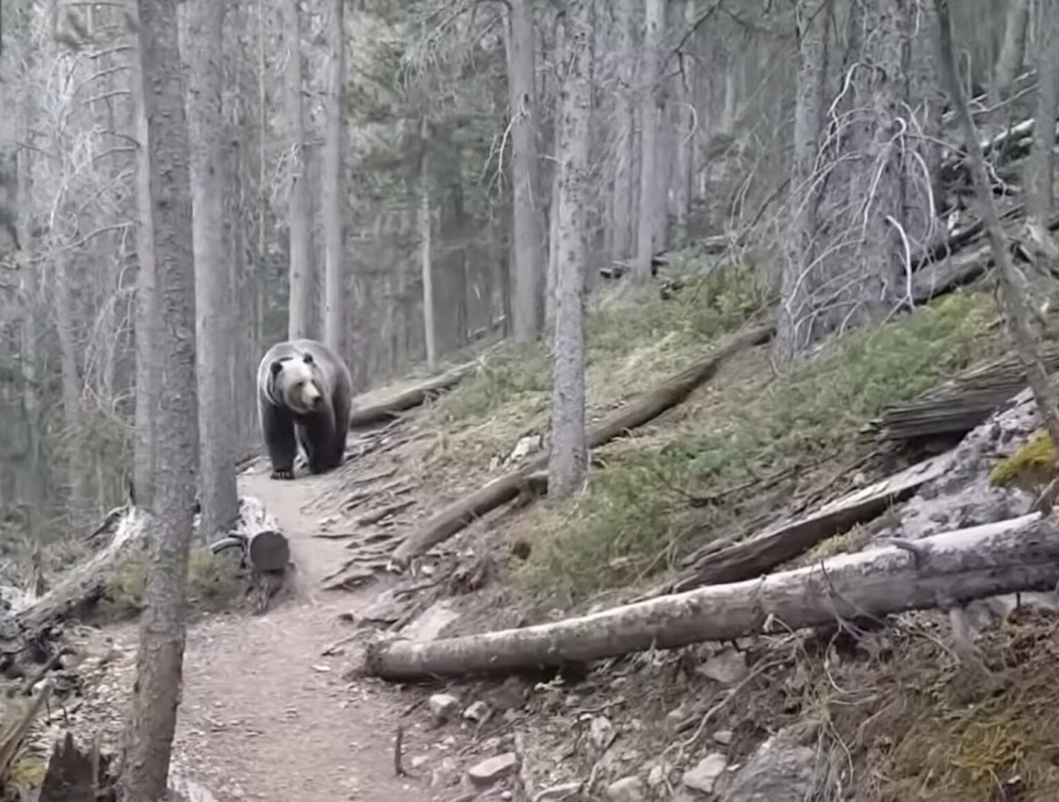 Australian Tourists Come Face To Face With Huge Grizzly Bear Near Banff ...