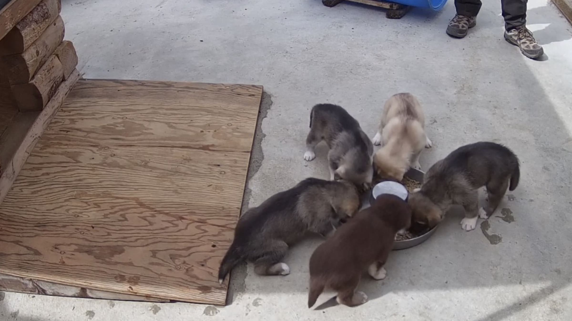 Denali National Park Puppy Cam Features Adorable 1 Month Old Sled Dogs ...