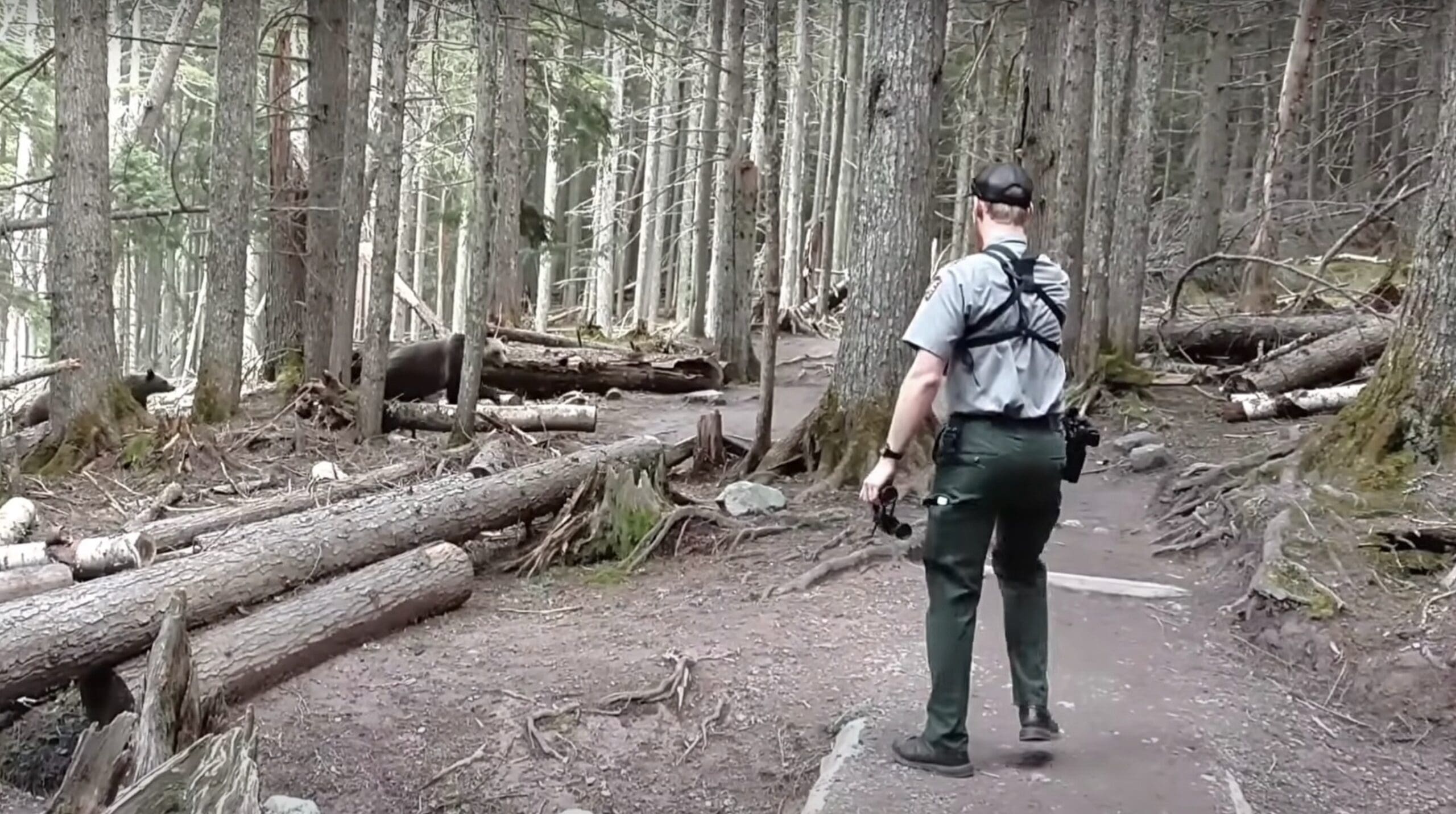 Park Ranger Faces Down Grizzly Bears Approaching Large Group of ...
