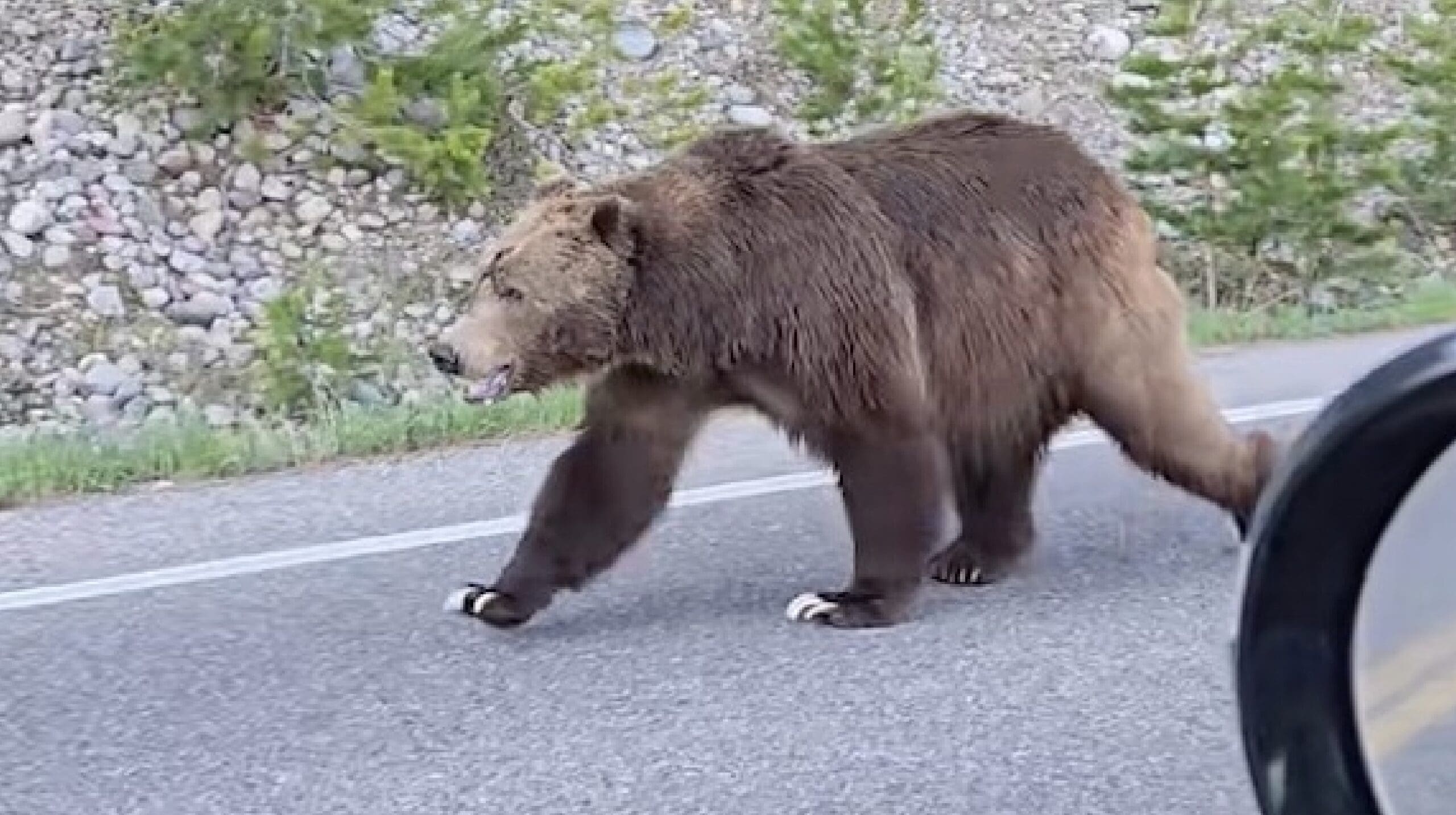 Grizzly Bear's Oversized Claws Clack Across The Pavement @ Grand Teton ...