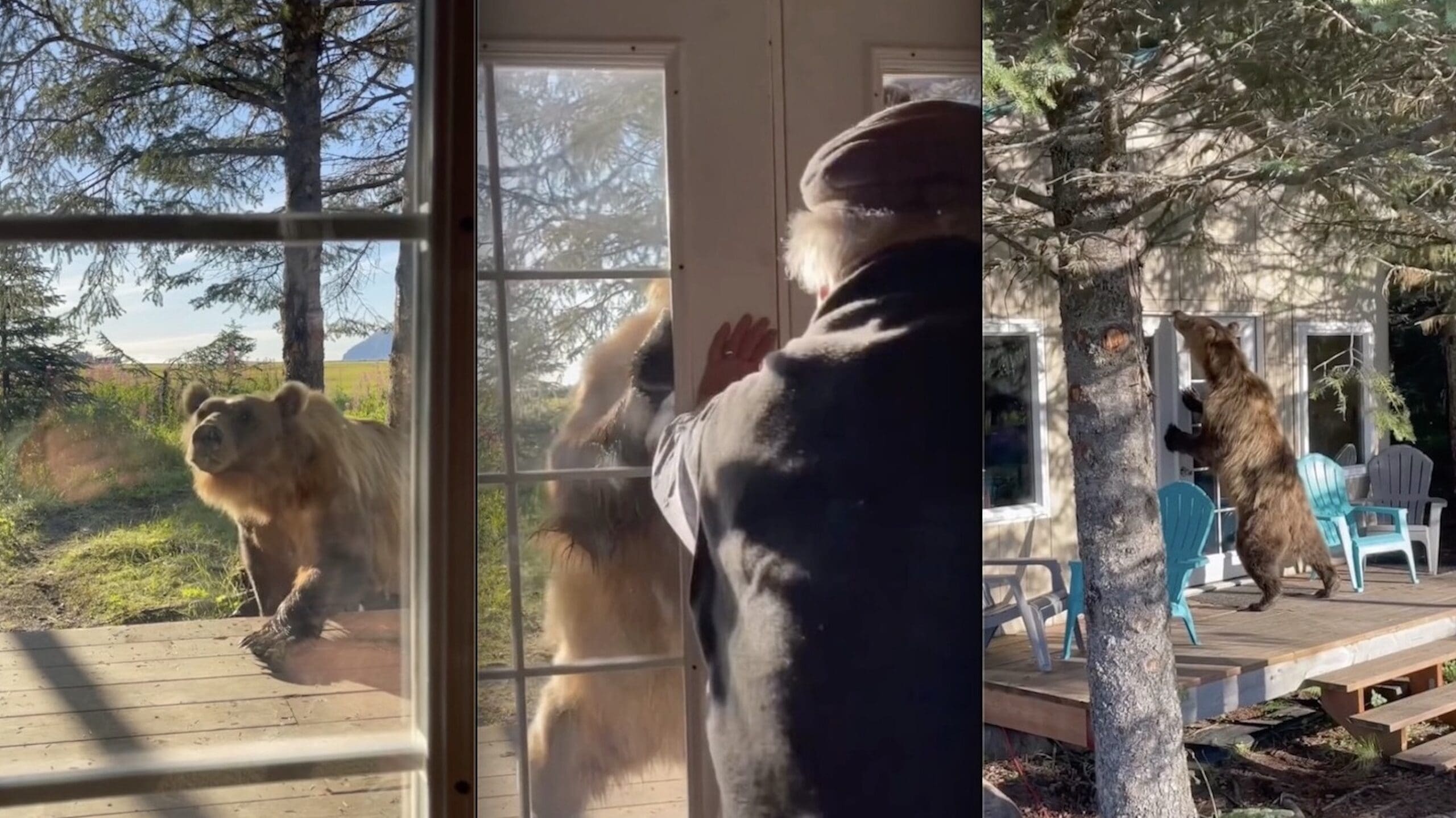 Man Bravely Pushes Back Against Grizzly Attempting To Break Into ...