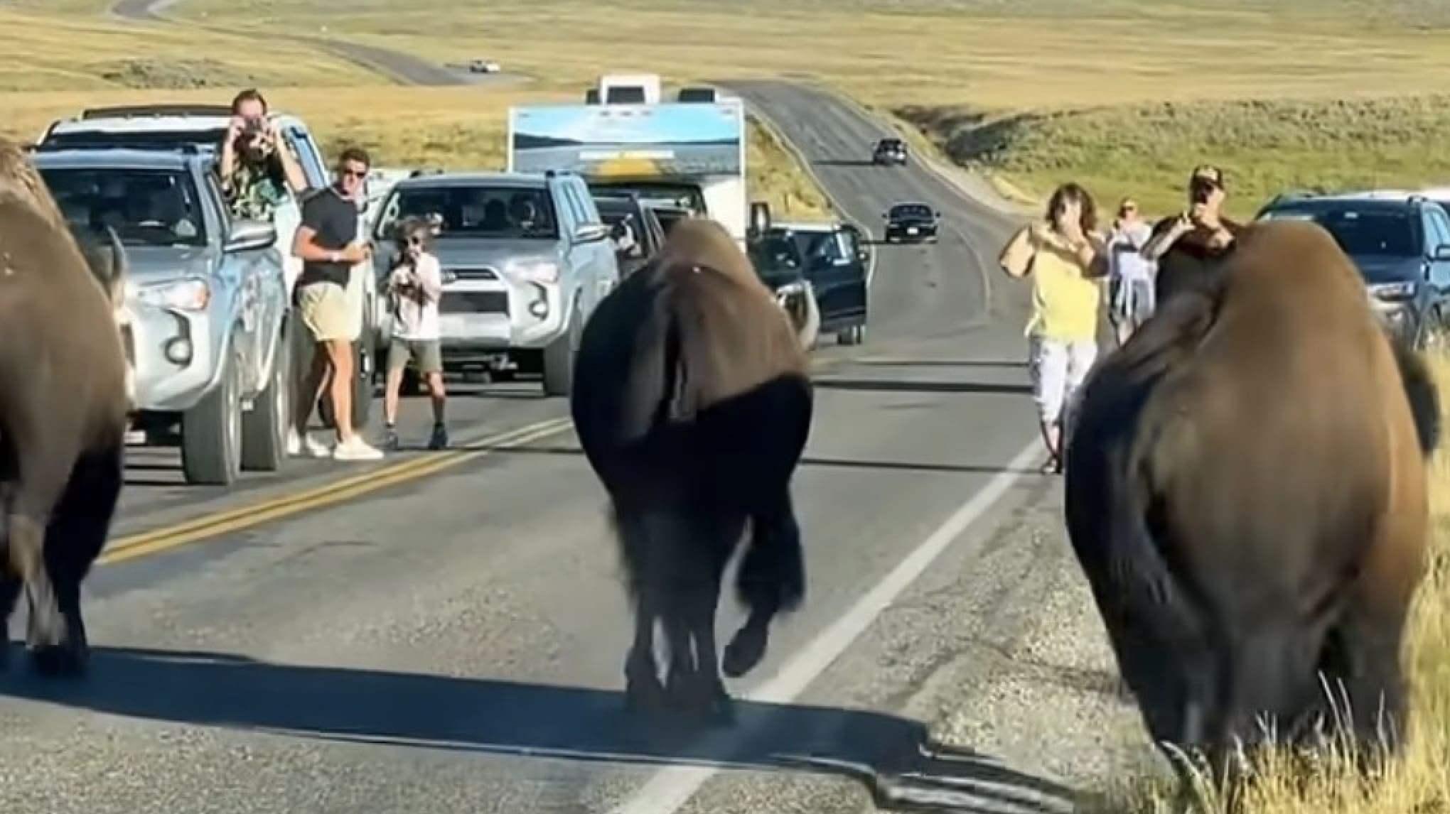 Bison Runs Tourist Off The Road @ Yellowstone National Park ...