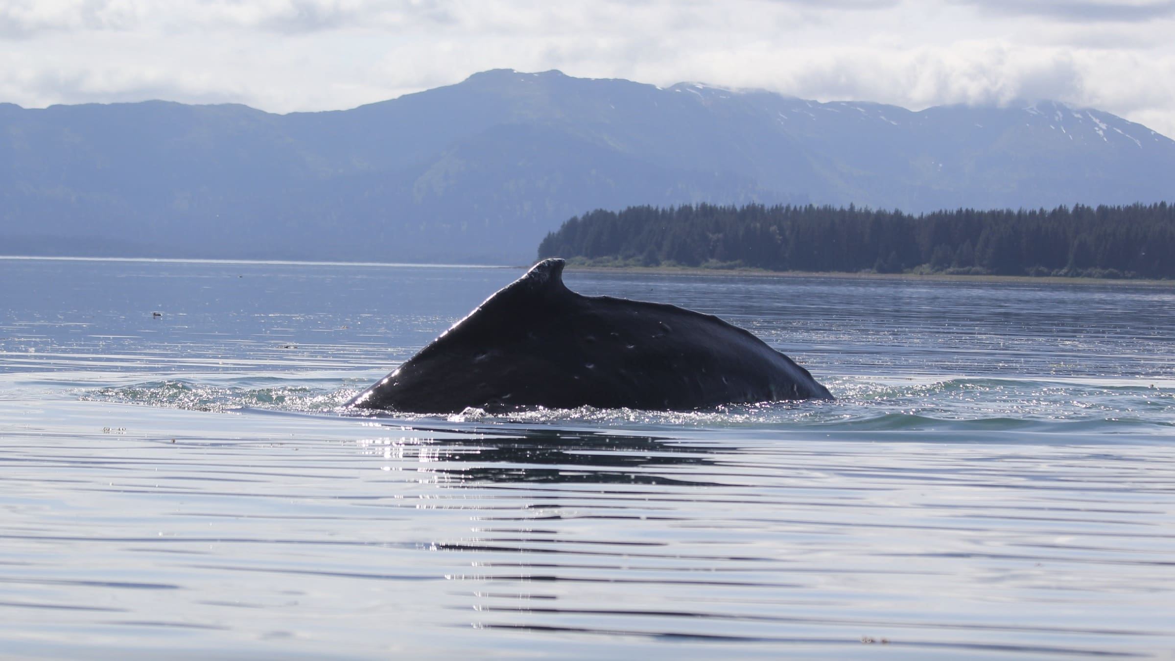 Humpback Whale Presence Leads To New Speed Limits @ Glacier Bay ...