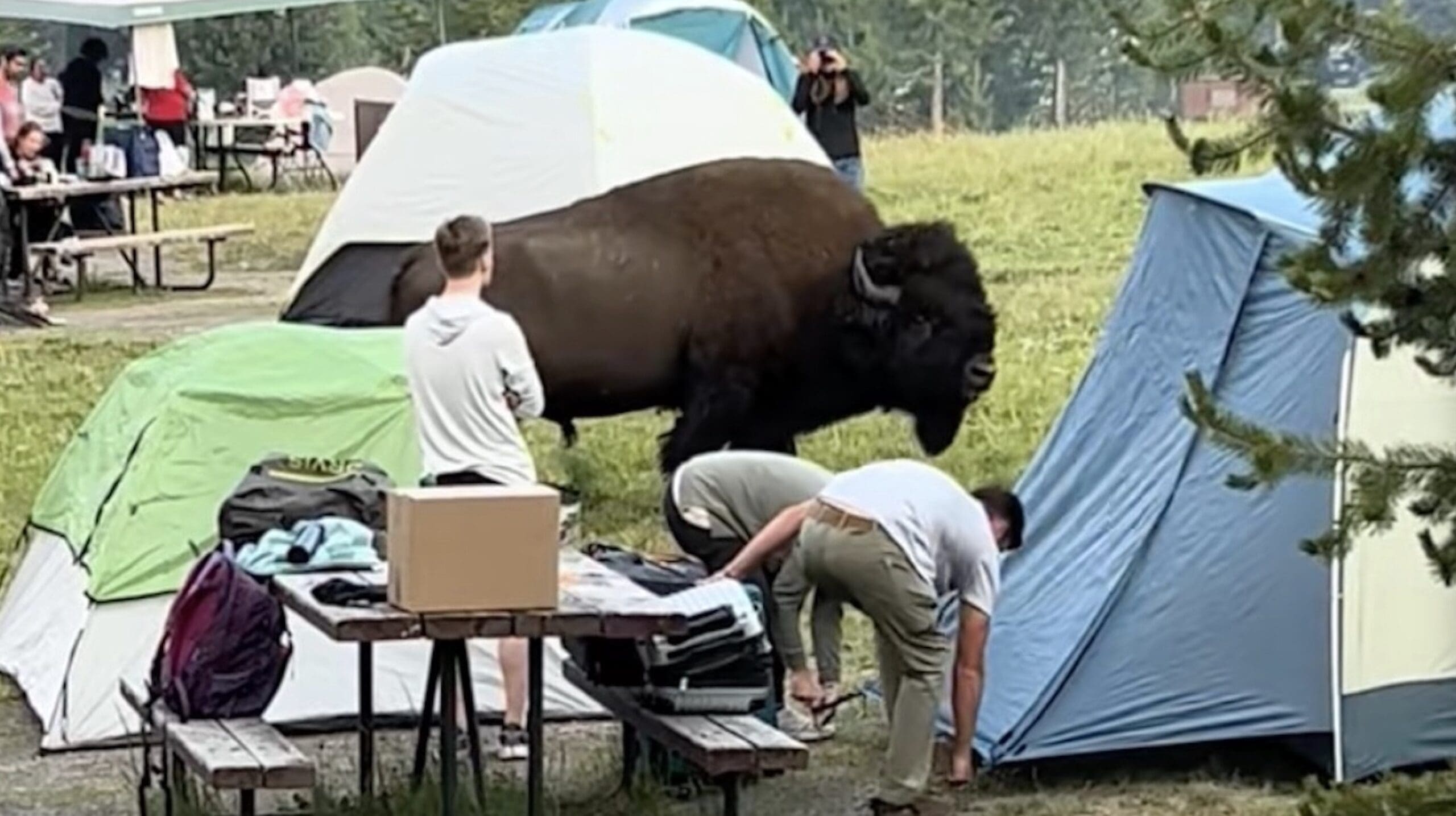 Tourists Pitch Tent Within Feet Of Bison @ Yellowstone National Park ...