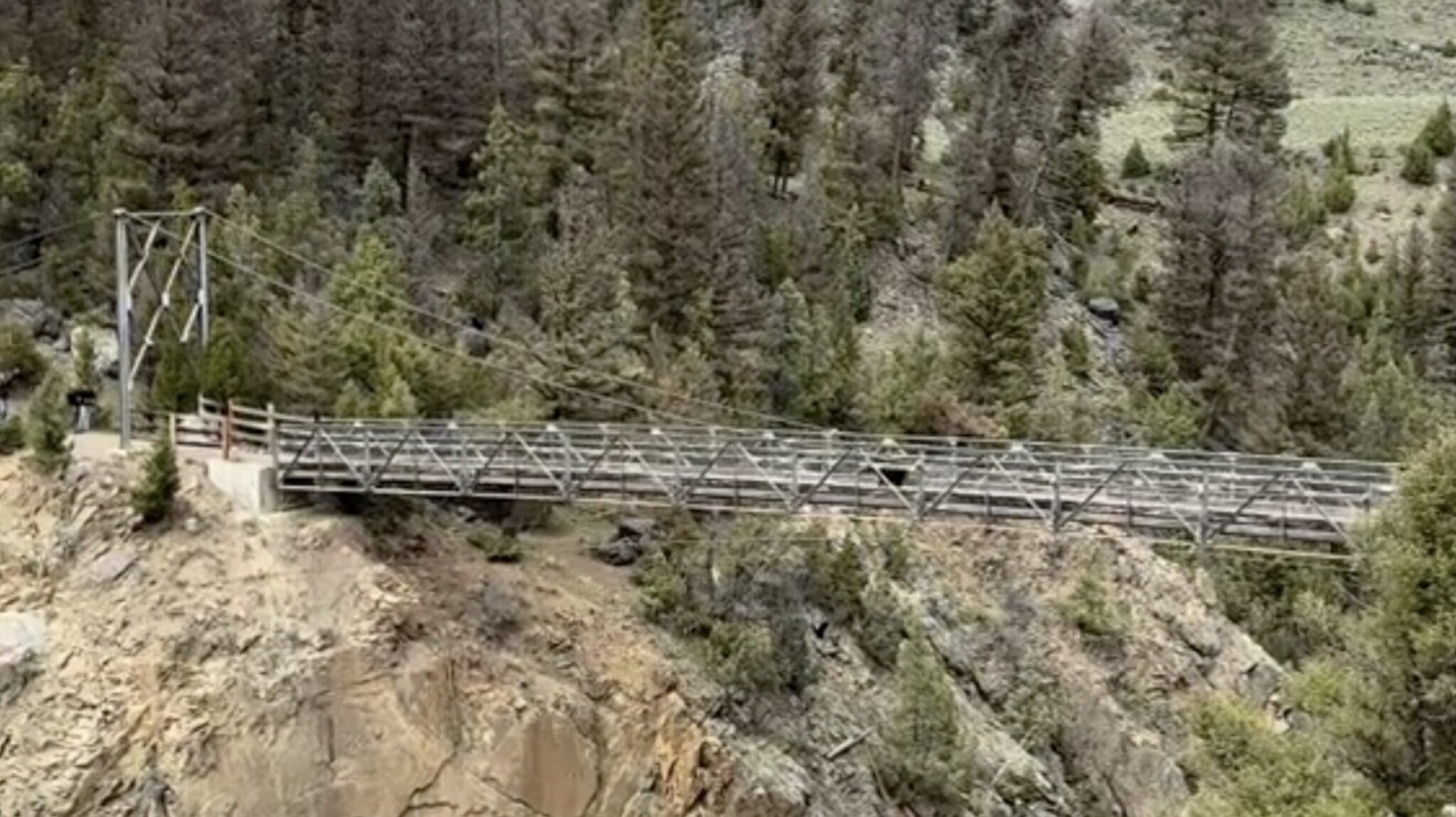 Bear Blocks Tourists From Crossing Bridge @ Yellowstone National Park ...