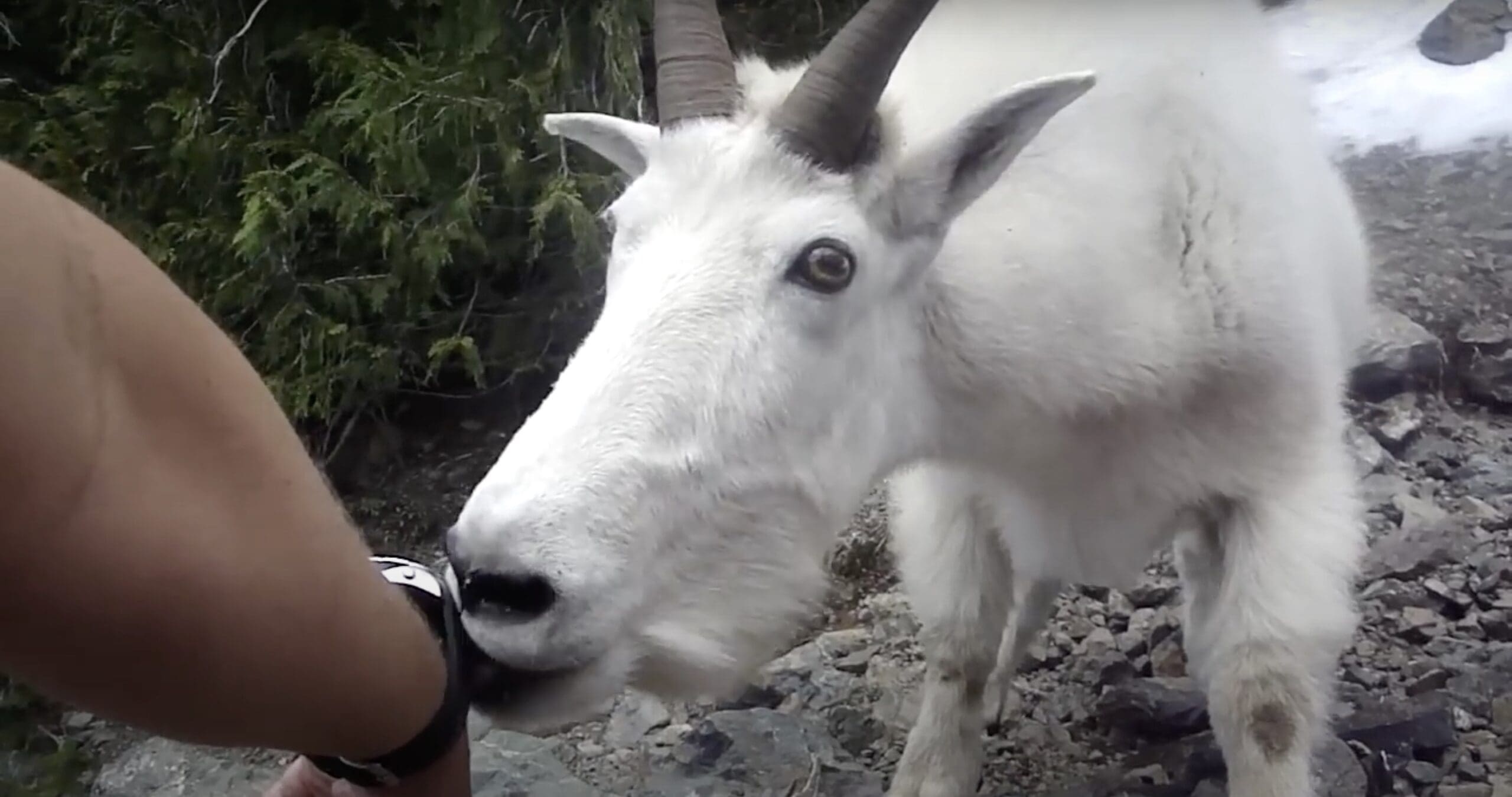 Awestruck Hiker Serves As Salt Lick For Mountain Goat At Olympic ...