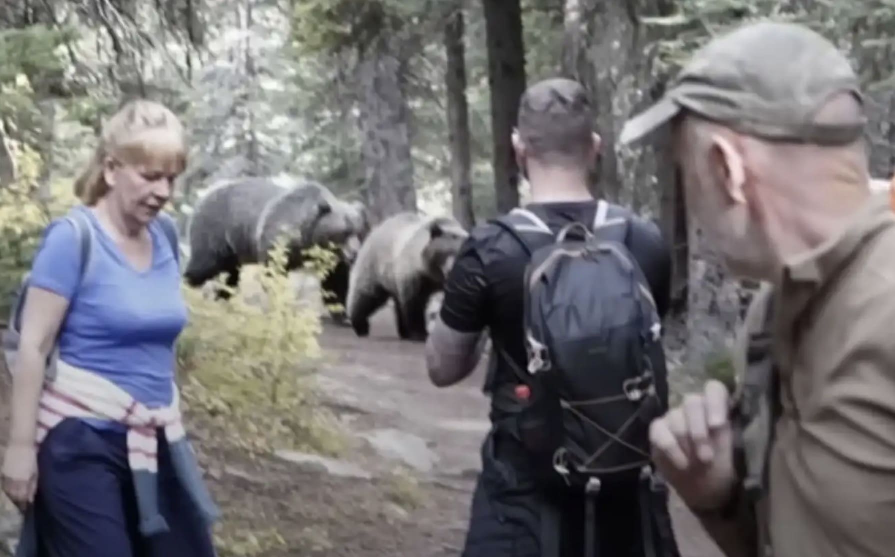 Hiking Group Pursued By Grizzly Bears For 20-Minutes Inside Banff ...