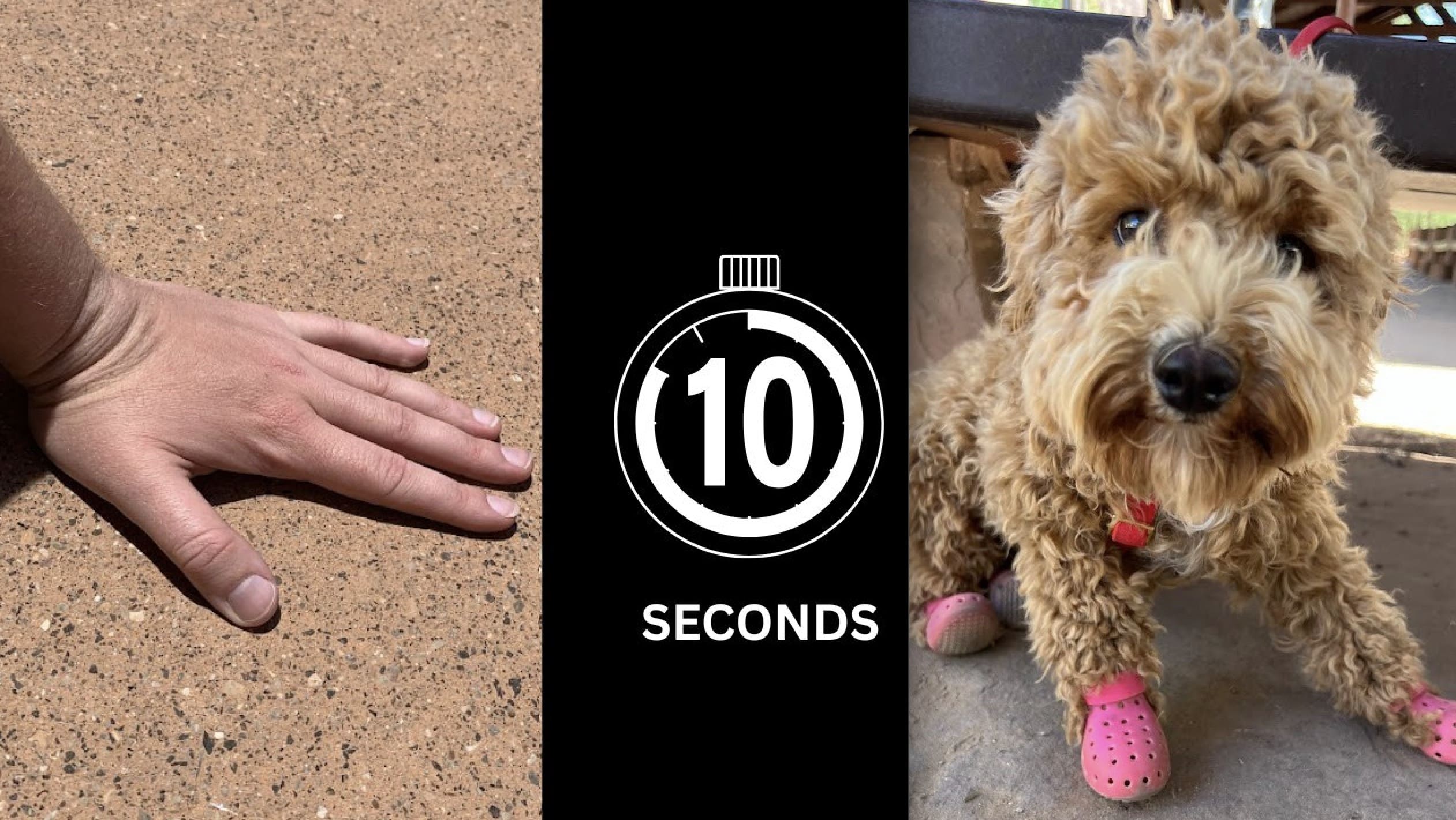 Zion National Park Advises Taking "Ten Second Paws" To Ensure Pet ...