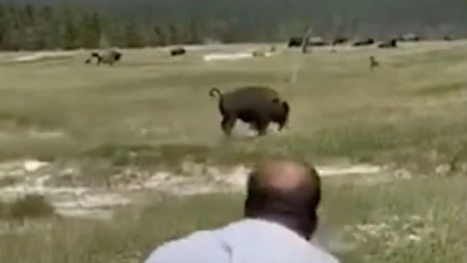 Woman Plays Dead During Bison Attack @ Yellowstone National Park ...
