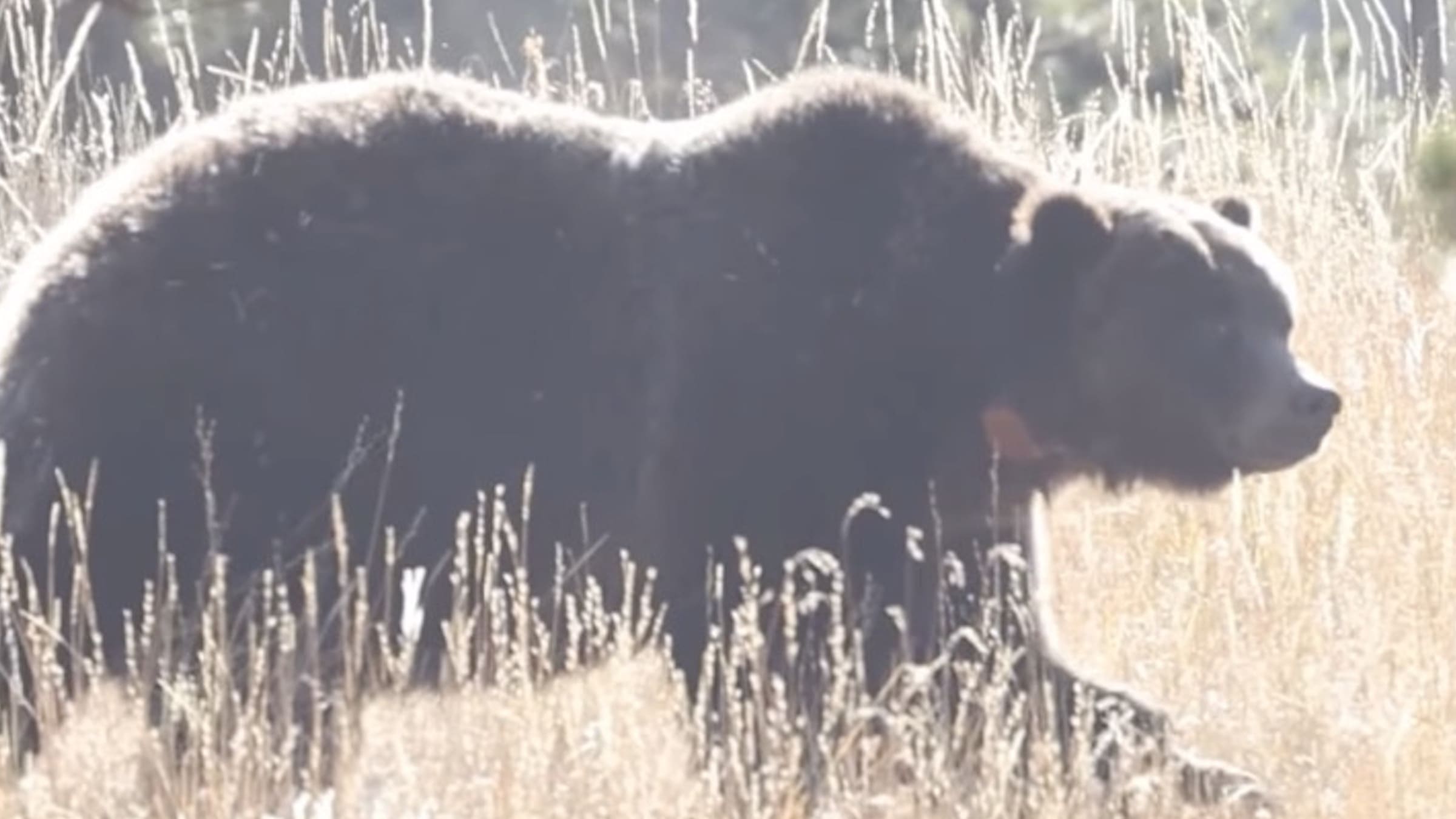 How The Interagency Grizzly Bear Study Team Captures And Collars ...