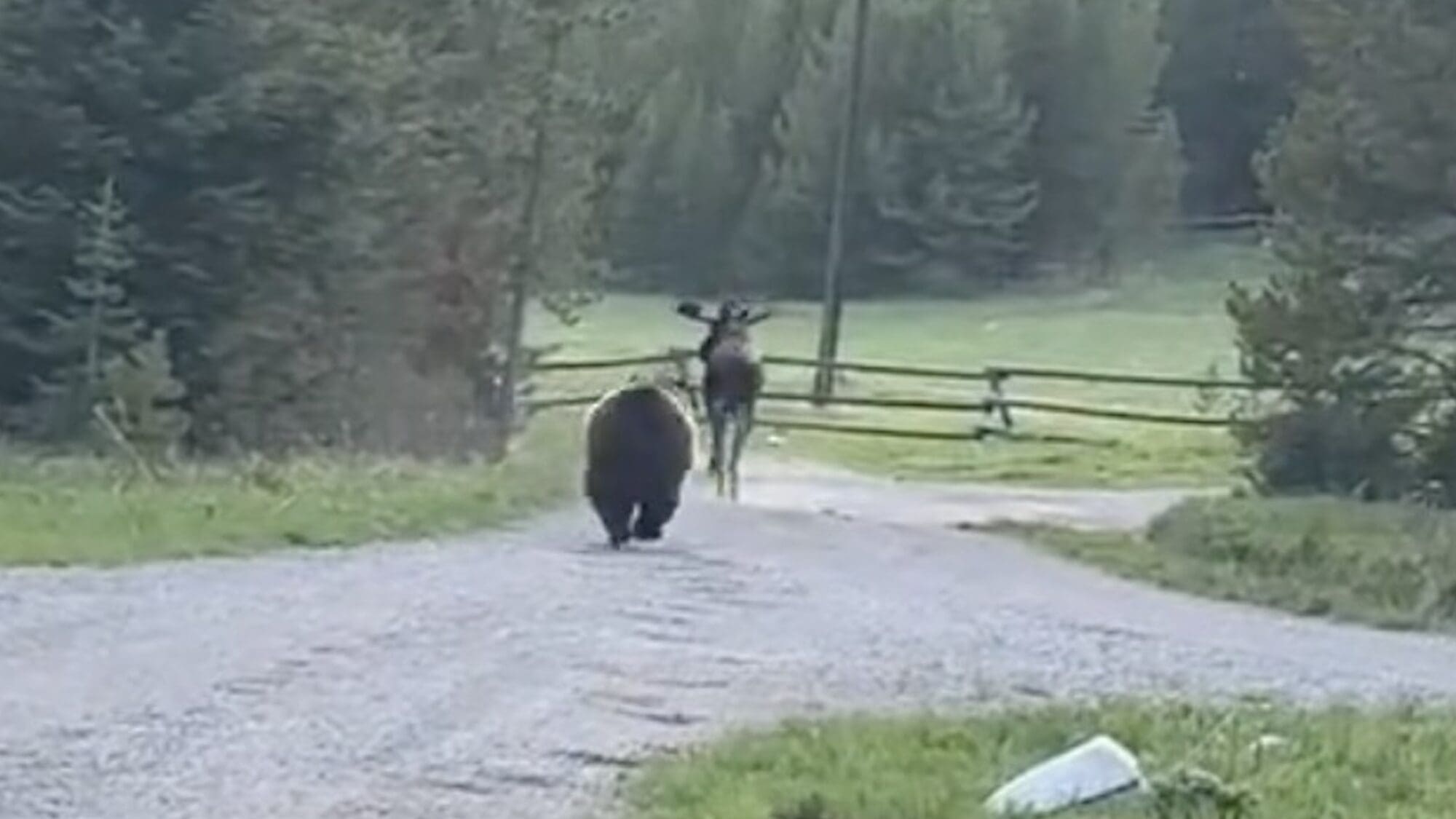 Grizzly Bear Chases Moose Through Montana Campground - Unofficial Networks