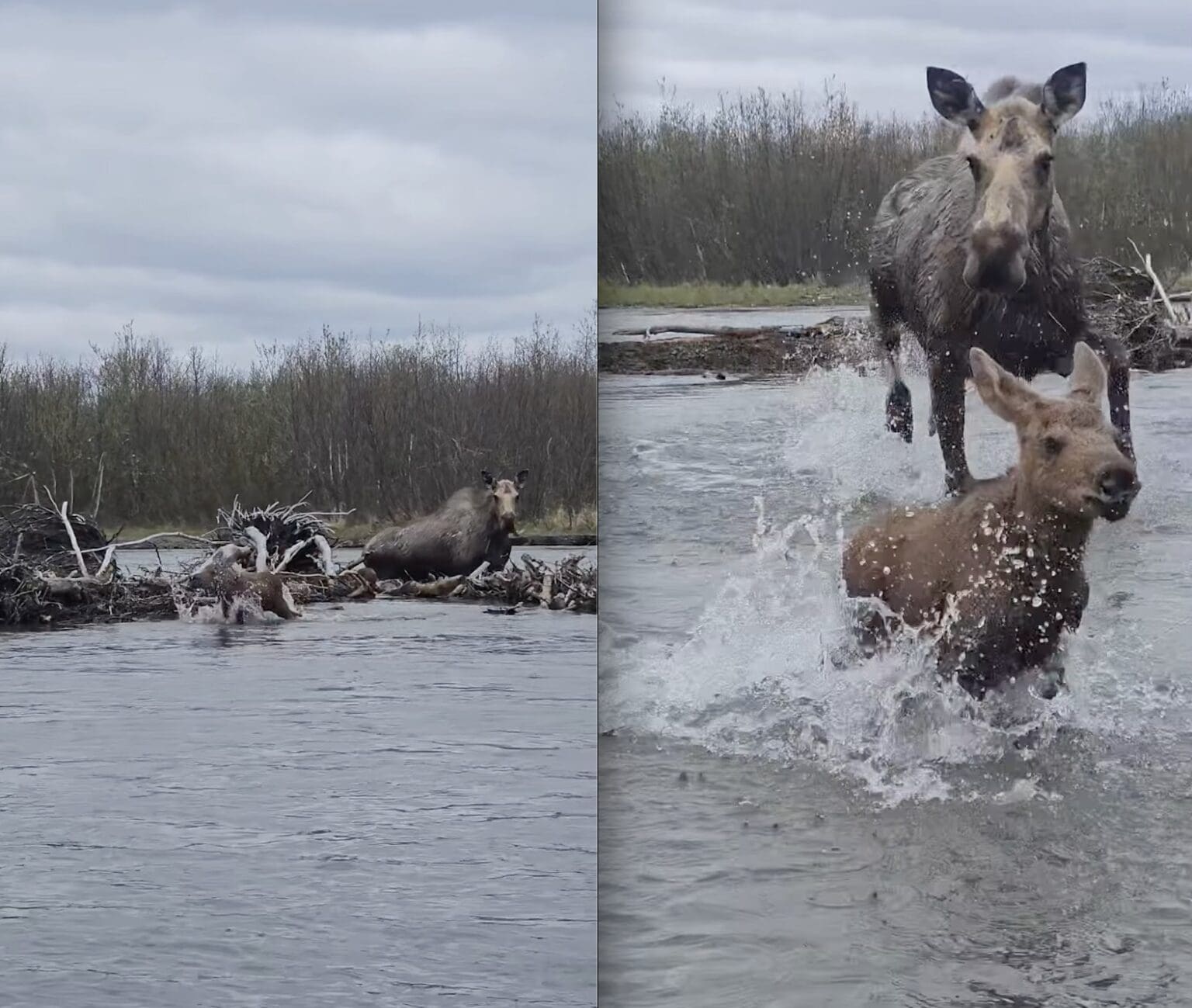 Protective Mother Moose Charges Boat @ Alaskan Wildlife Refuge ...