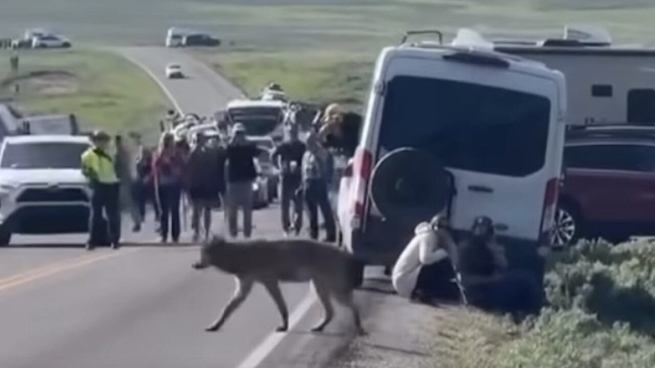 Yellowstone’s Lone Wolf Shocks Tourists in Close Encounter "Are You ...