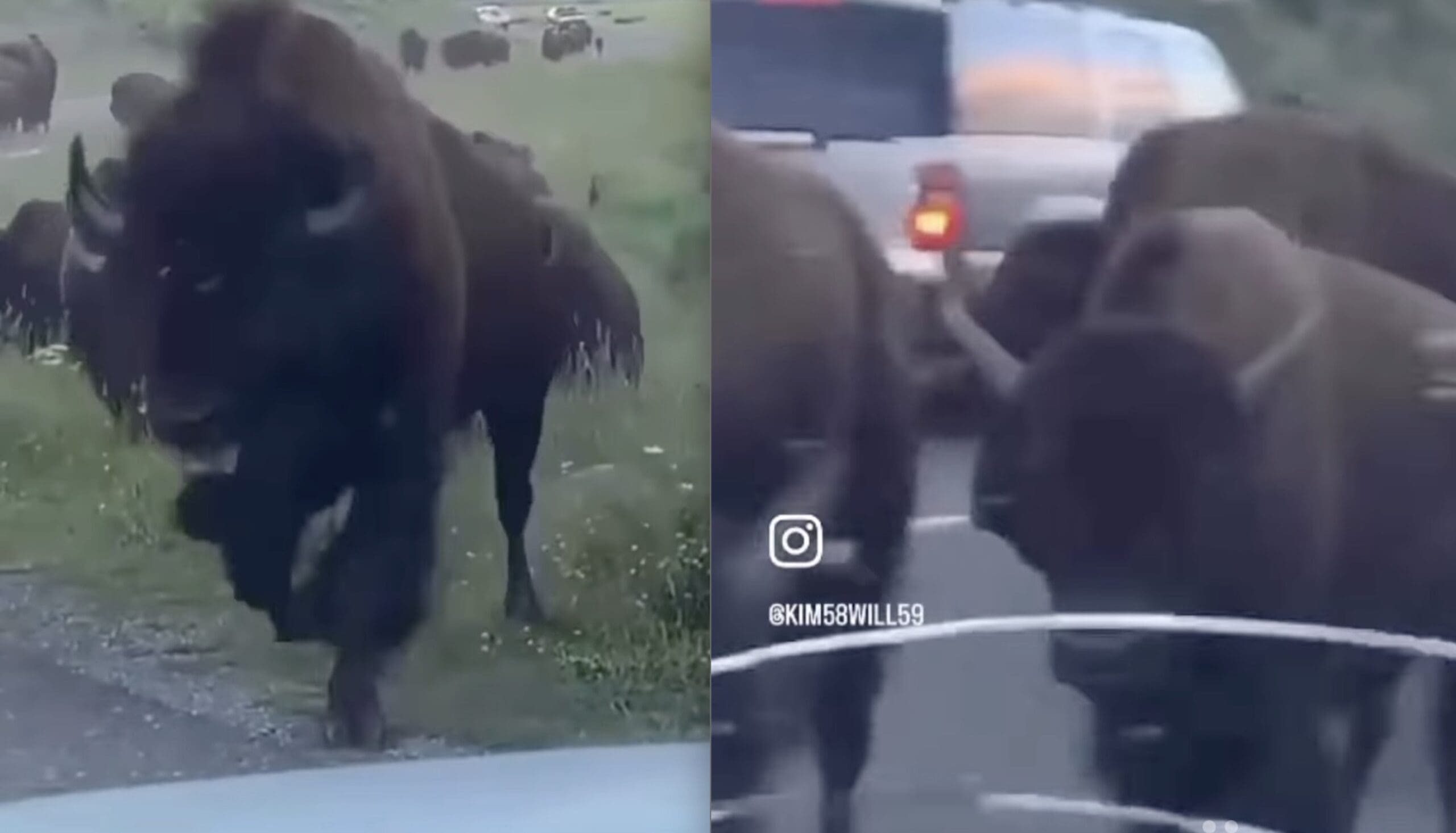 Stampede of Bison Smash Up Rental Car In Yellowstone National Park ...