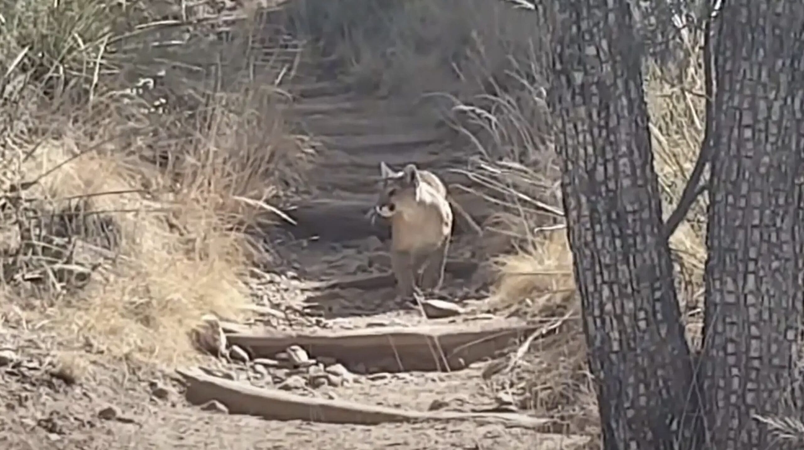 Texas Hikers Encounter Mountain Lion Walking Down Trail Pursuing Deer ...