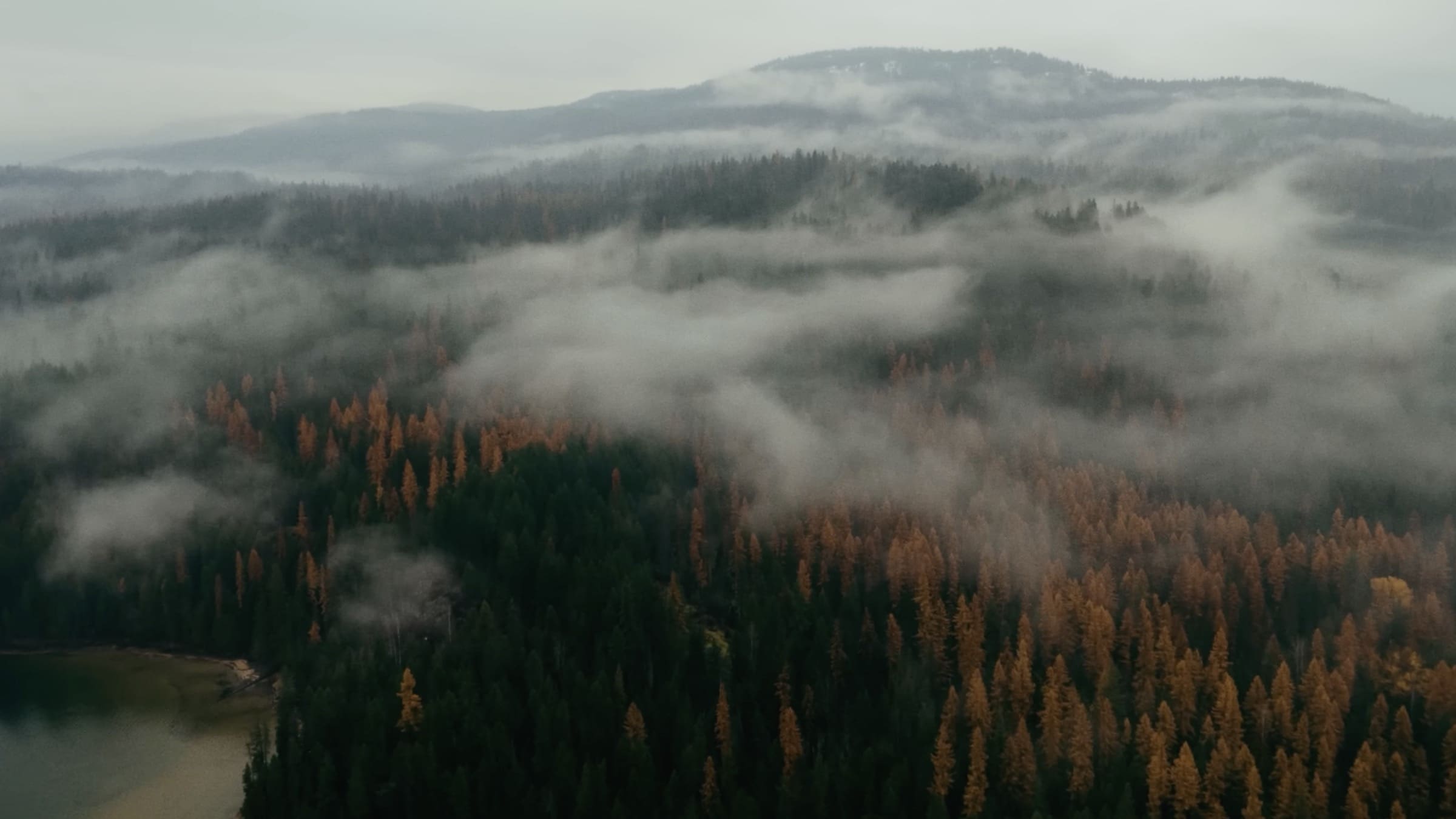 Idaho's Impossible Temperate Inland Rainforest - Unofficial Networks