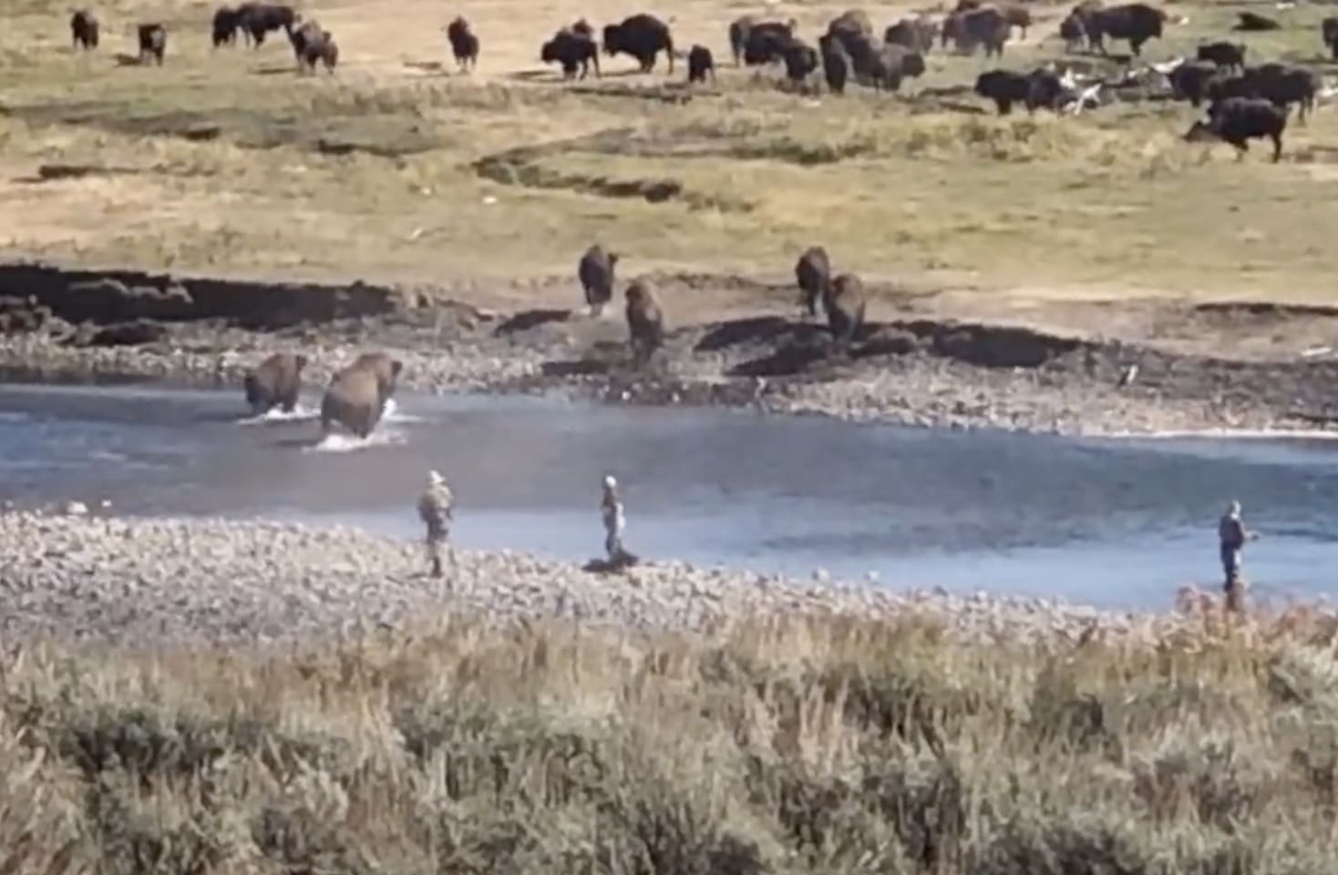 Yellowstone Fly Fishermen Remain Calm As Bison Stampede Through River ...