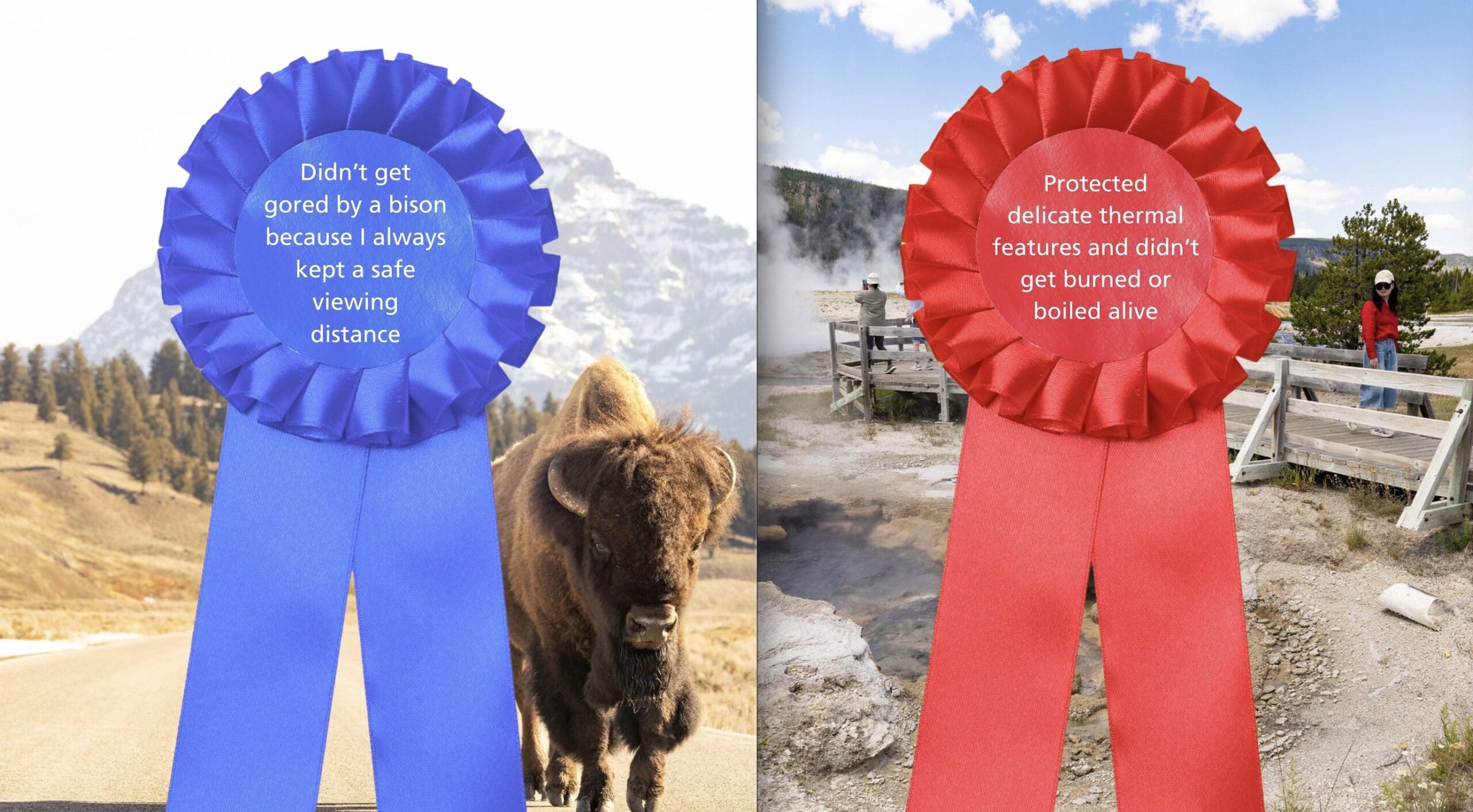 Yellowstone National Park Considers Handing Out Participation Ribbons ...