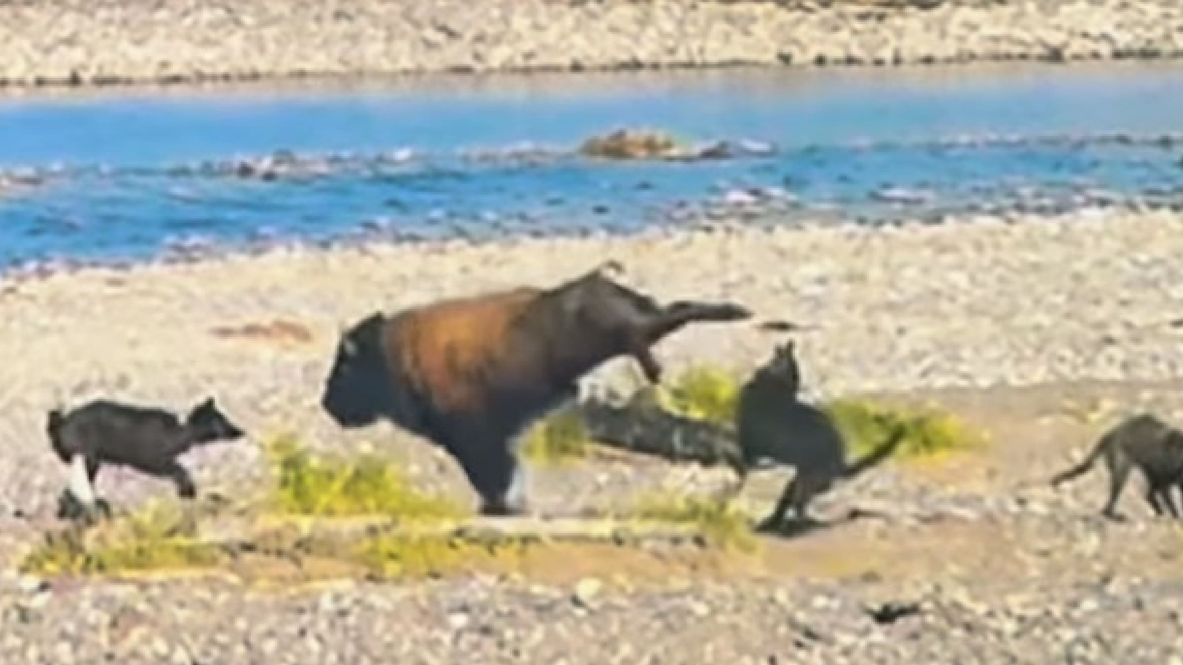 Bison Kicks Attacking Wolf In The Head In Yellowstone National Park ...