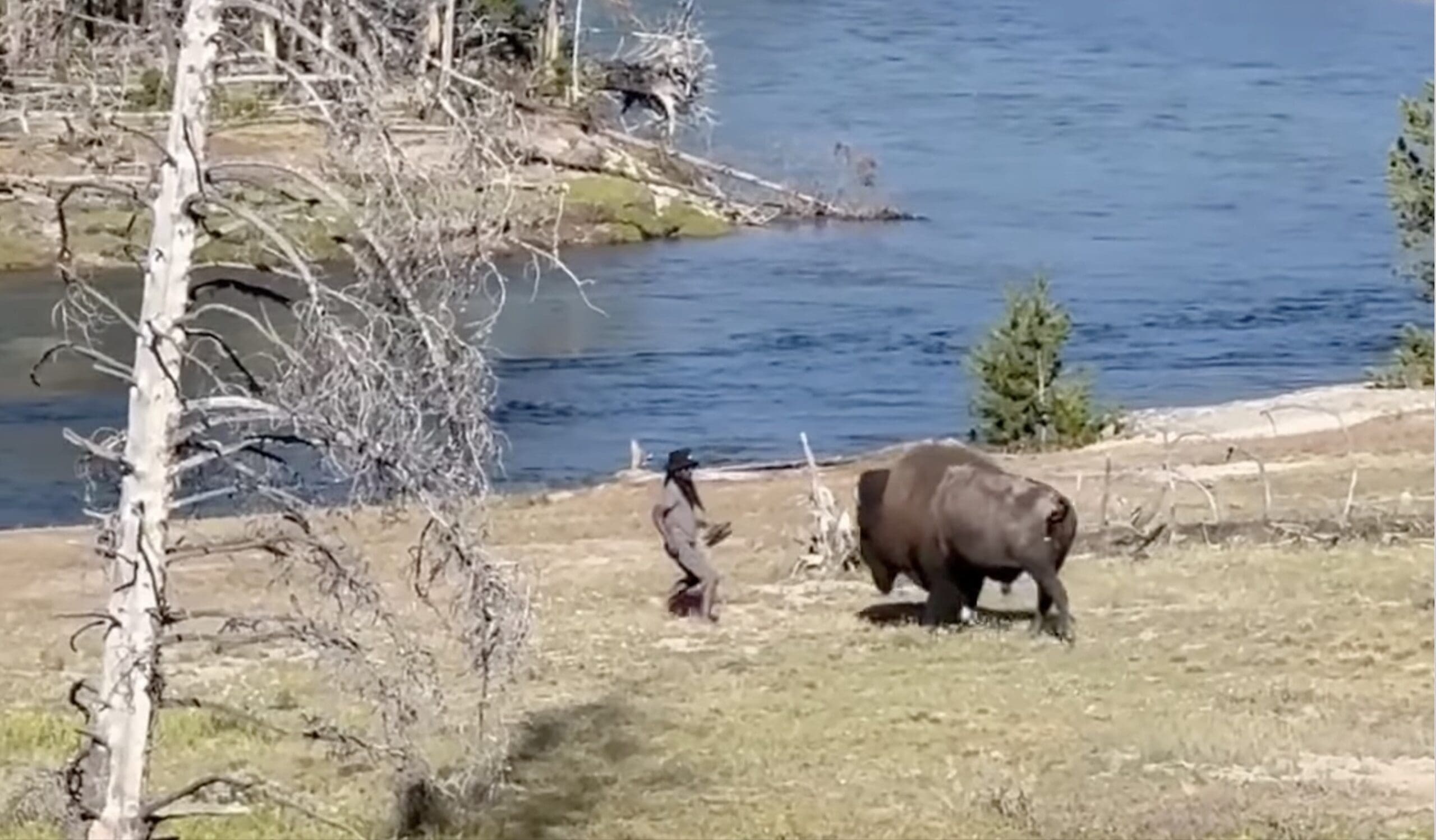 Bison in Yellowstone: A Lesson in Safety - Unofficial Networks