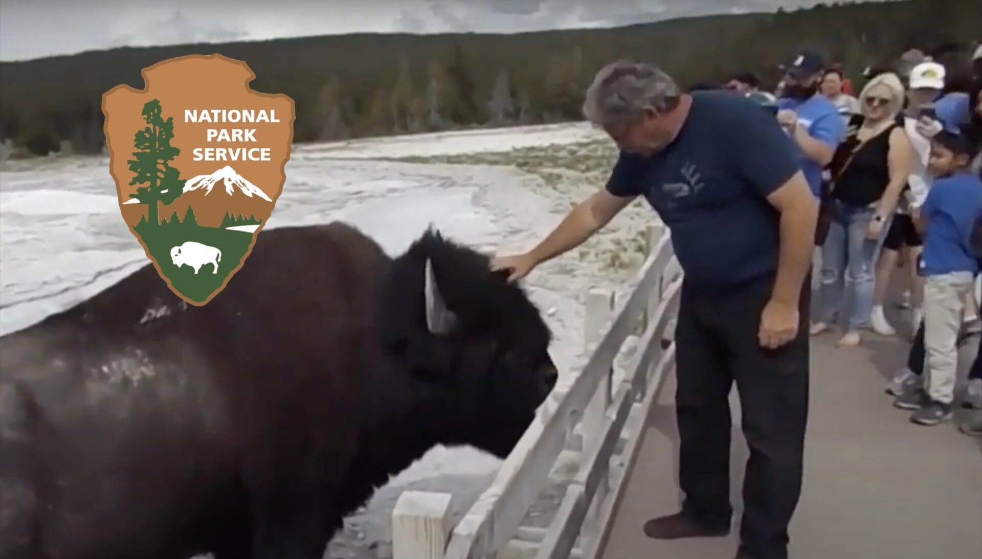 National Park Service’s Hilarious Bison Petting PSA Goes Viral ...