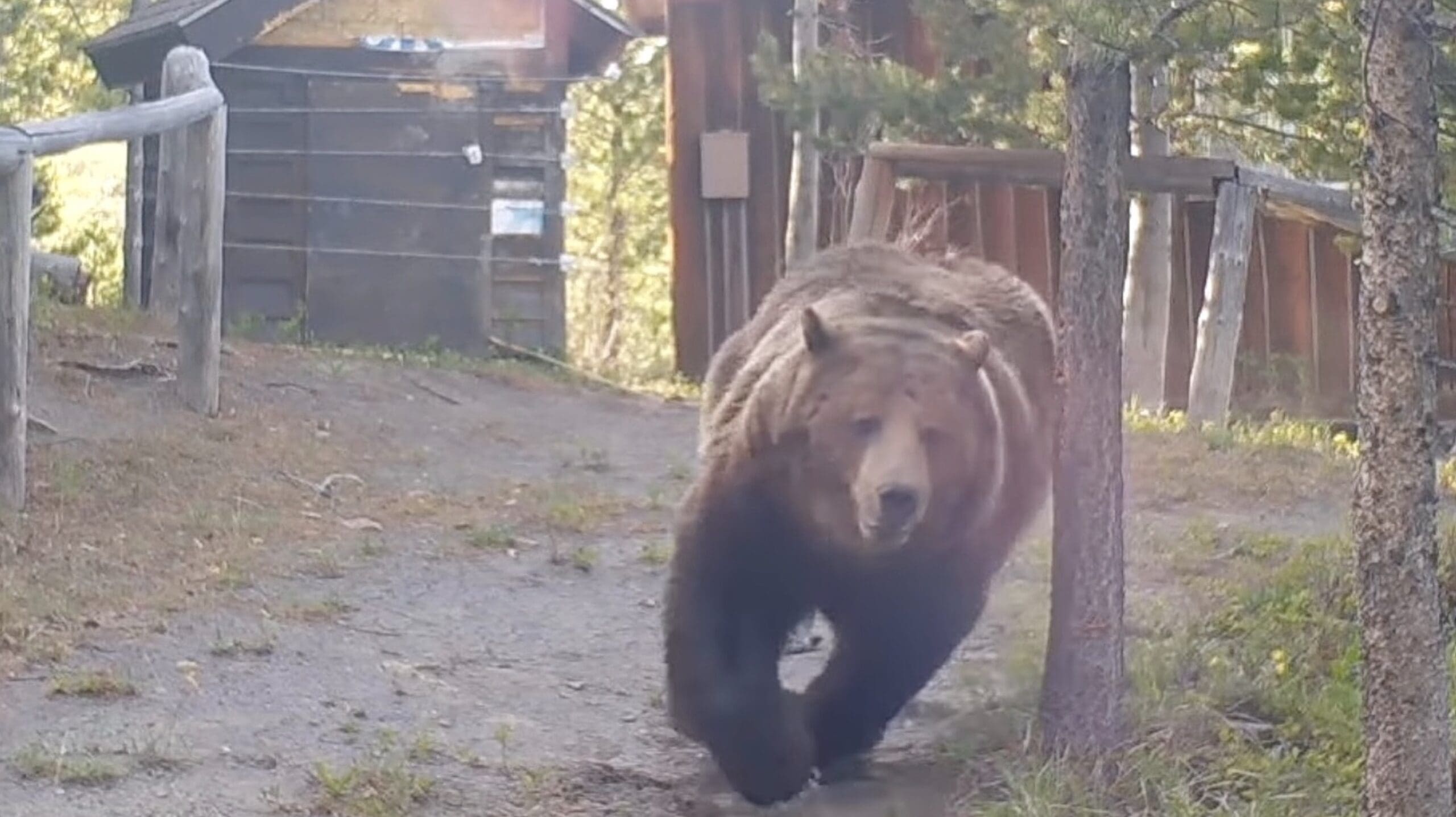 Grizzly Bear Learns How Electric Fencing Works - Unofficial Networks