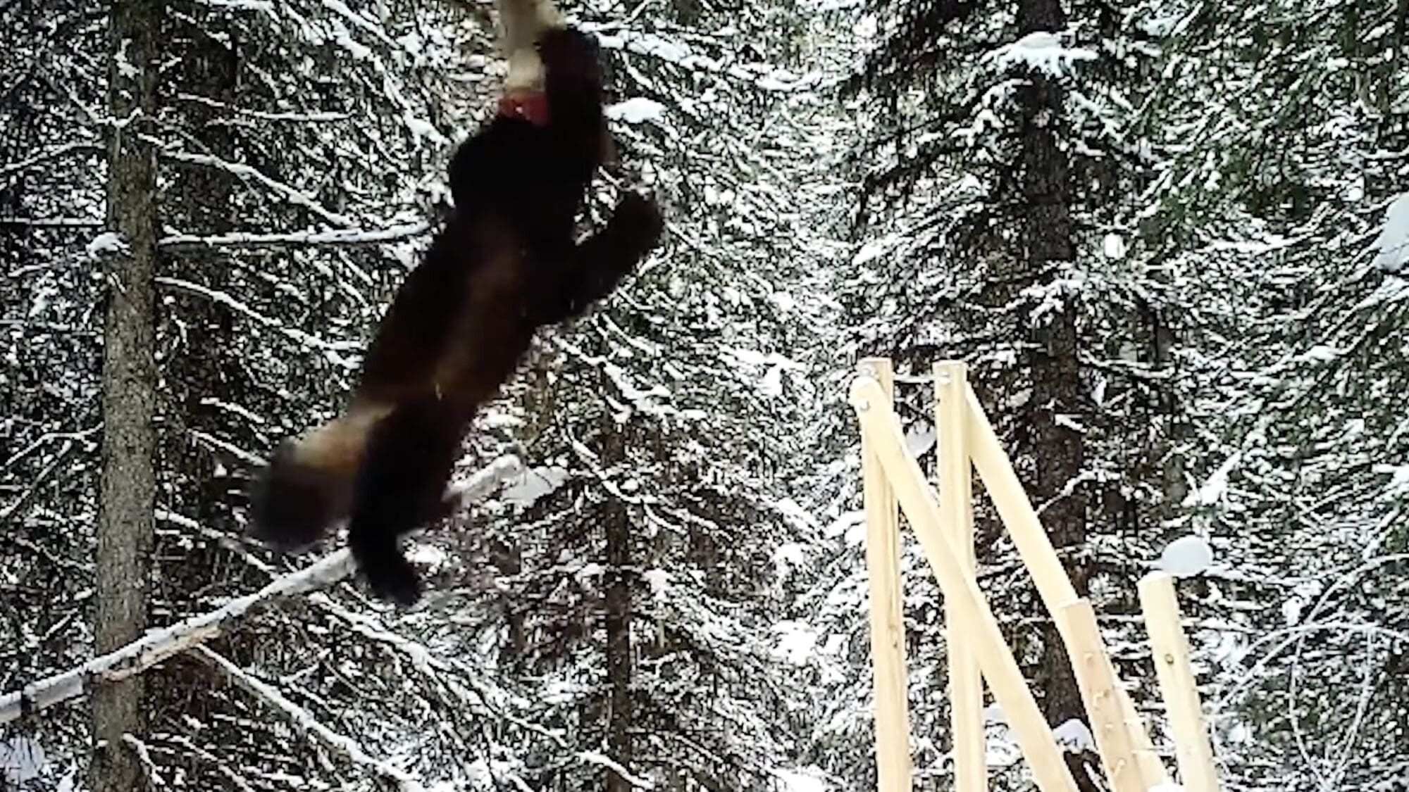 Parks Canada Captures Incredibly Rare Footage Of Feeding Wolverine ...